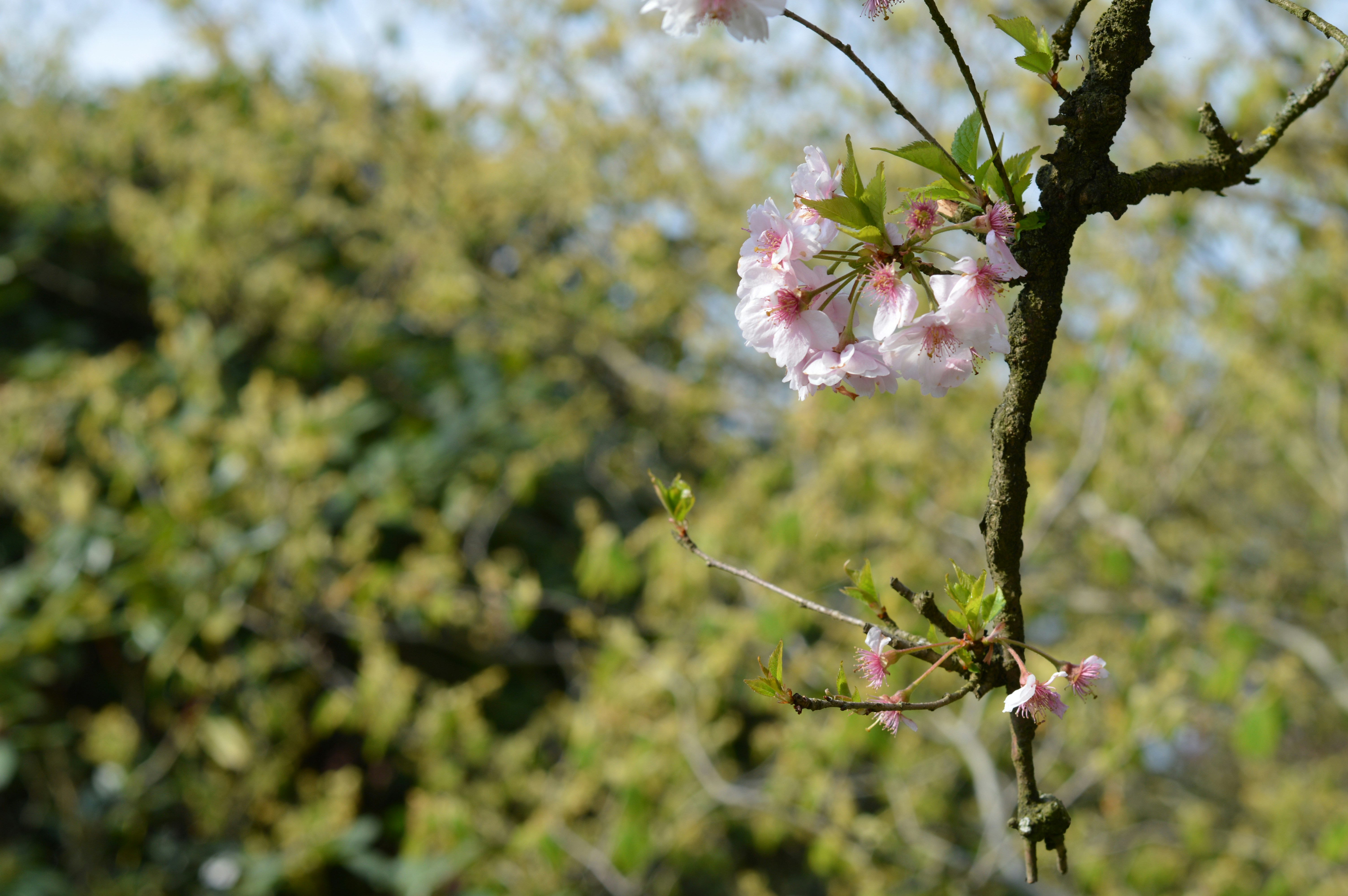 Cherry Blossom in Focus: A Narrow Branch Framed by Spring Light