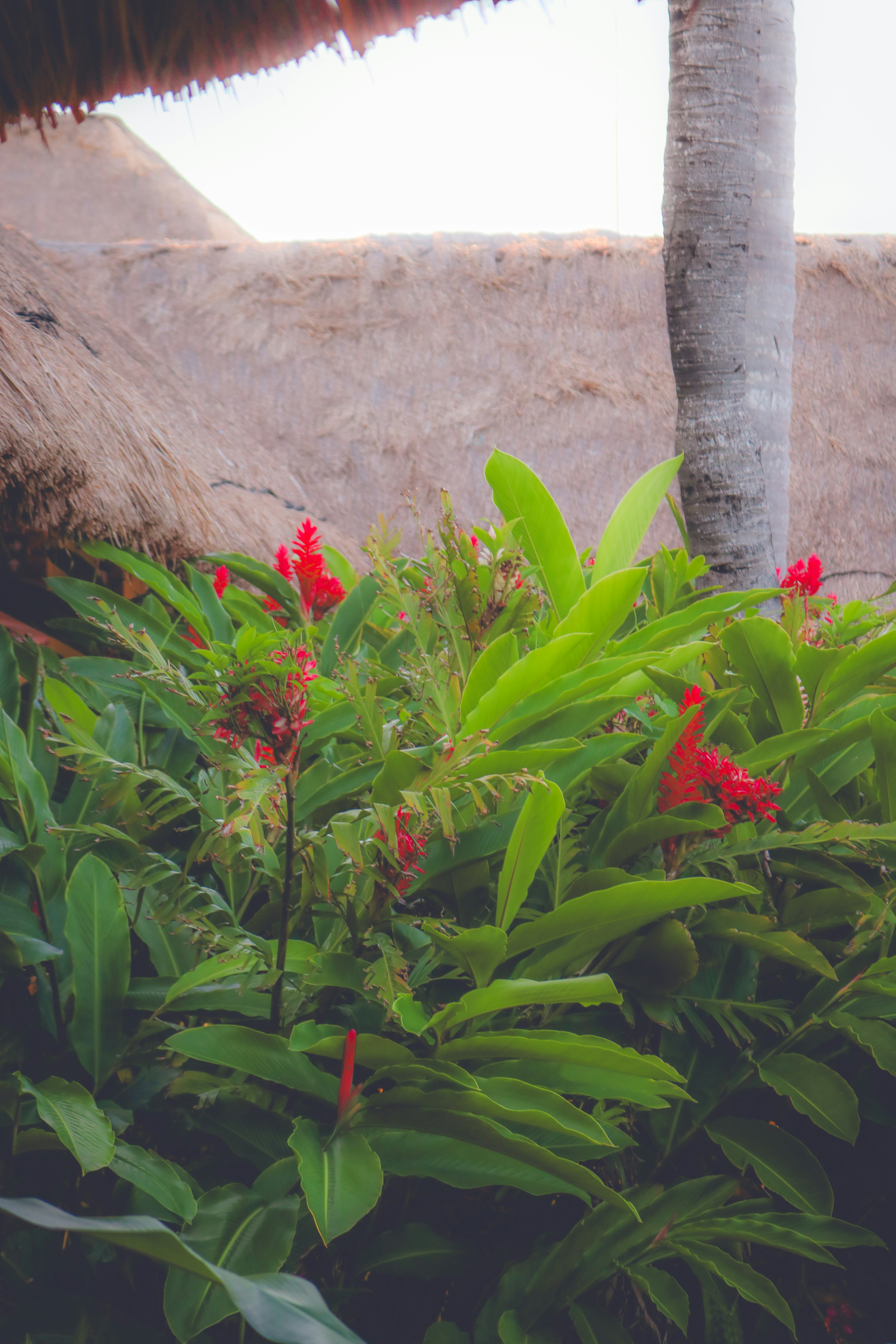 Red-Tipped greenery Framed by Tropical Roofline