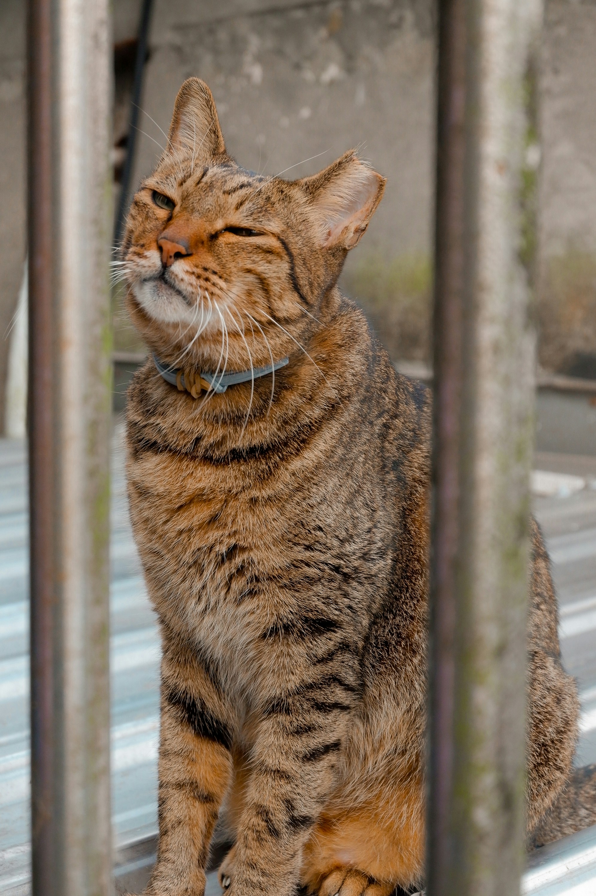 Quiet Majesty Through Iron Rails: A Tabby's Portrait