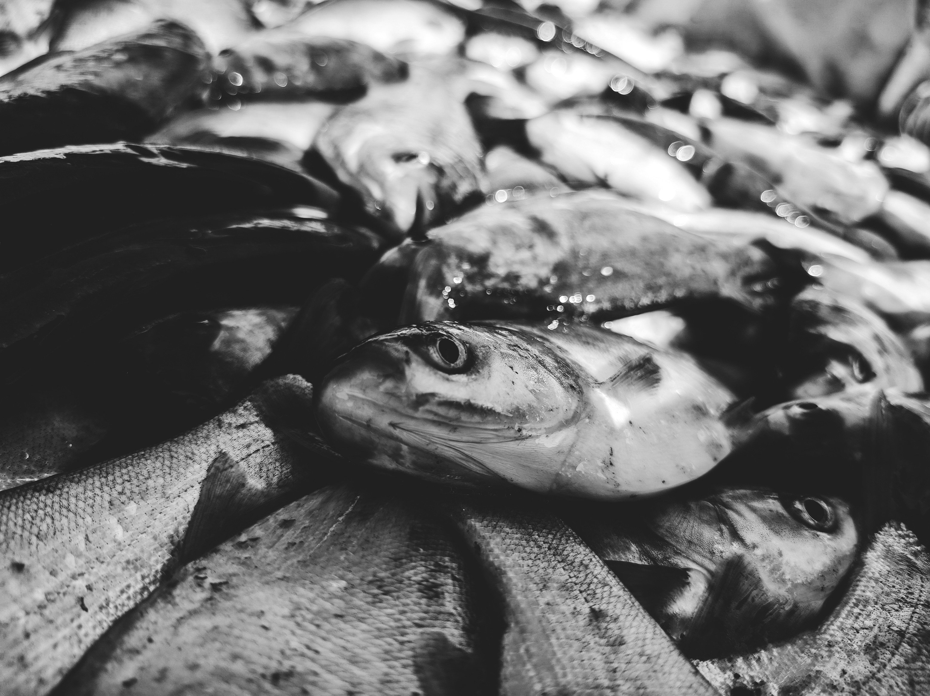 Centered Gaze: A Monochrome Stack of Fish on a Rocky Bed