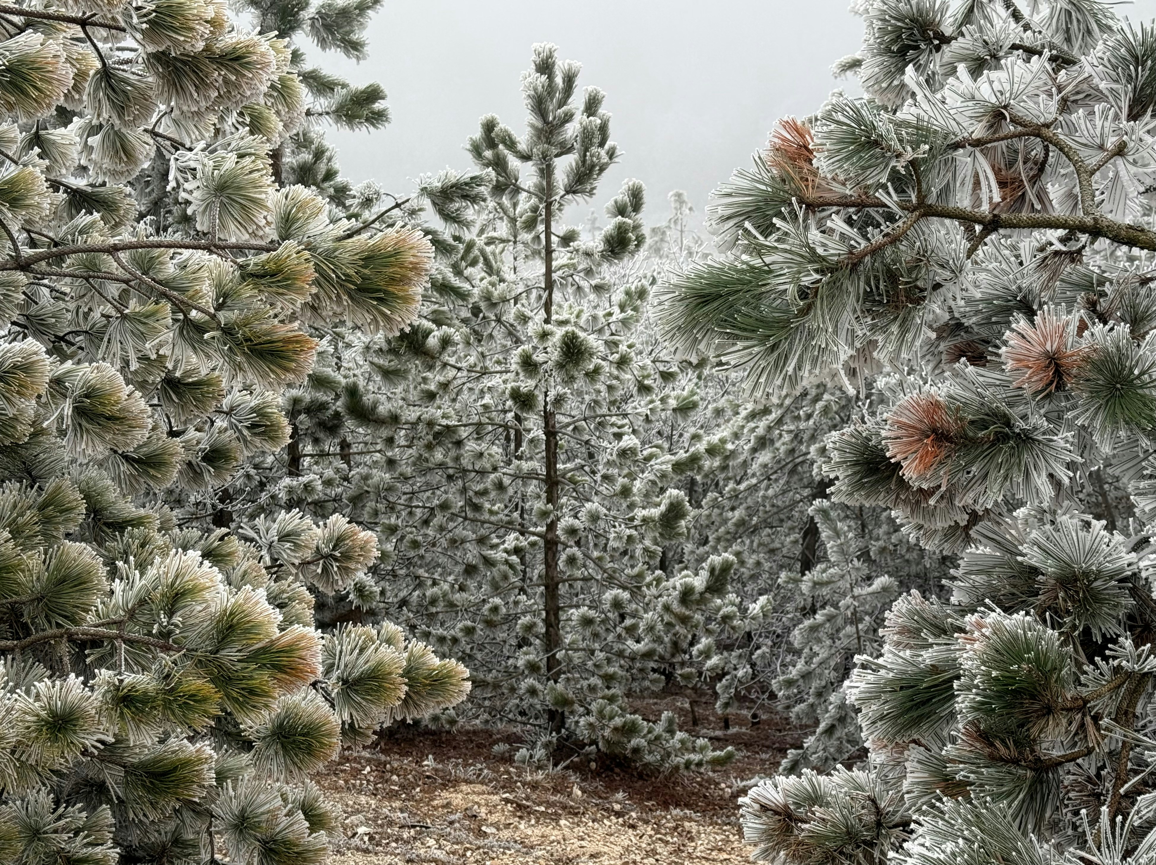 Frost-Coated Pines Create a Quiet, Framed Winter Clearing