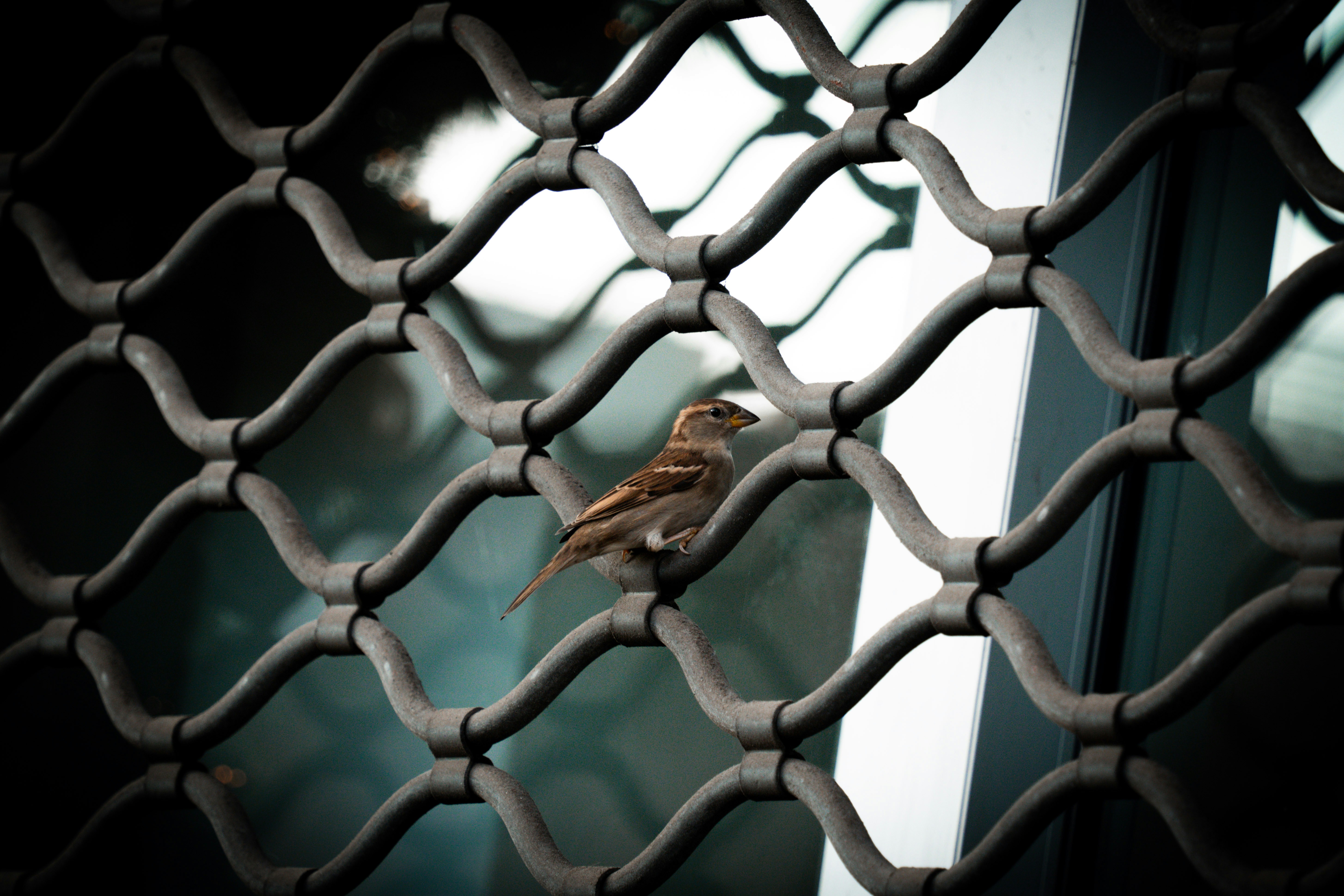 A small bird perched on a chain link fence photo – Free Sparrow Image ...