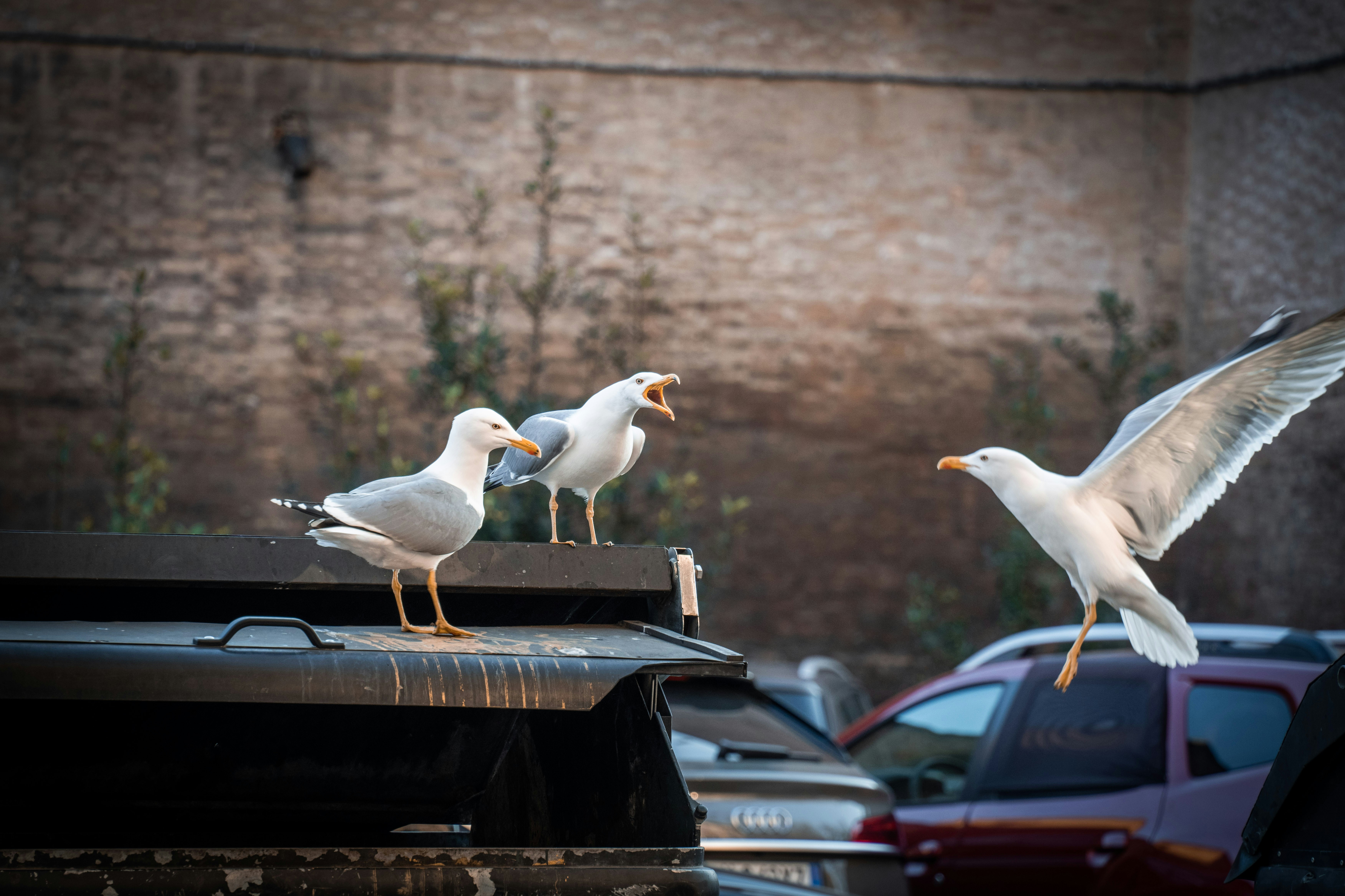 Three seagulls, two perched on a trash bin with one calling out, while another flies towards them. A moment of nature’s hustle captured in the urban scene.