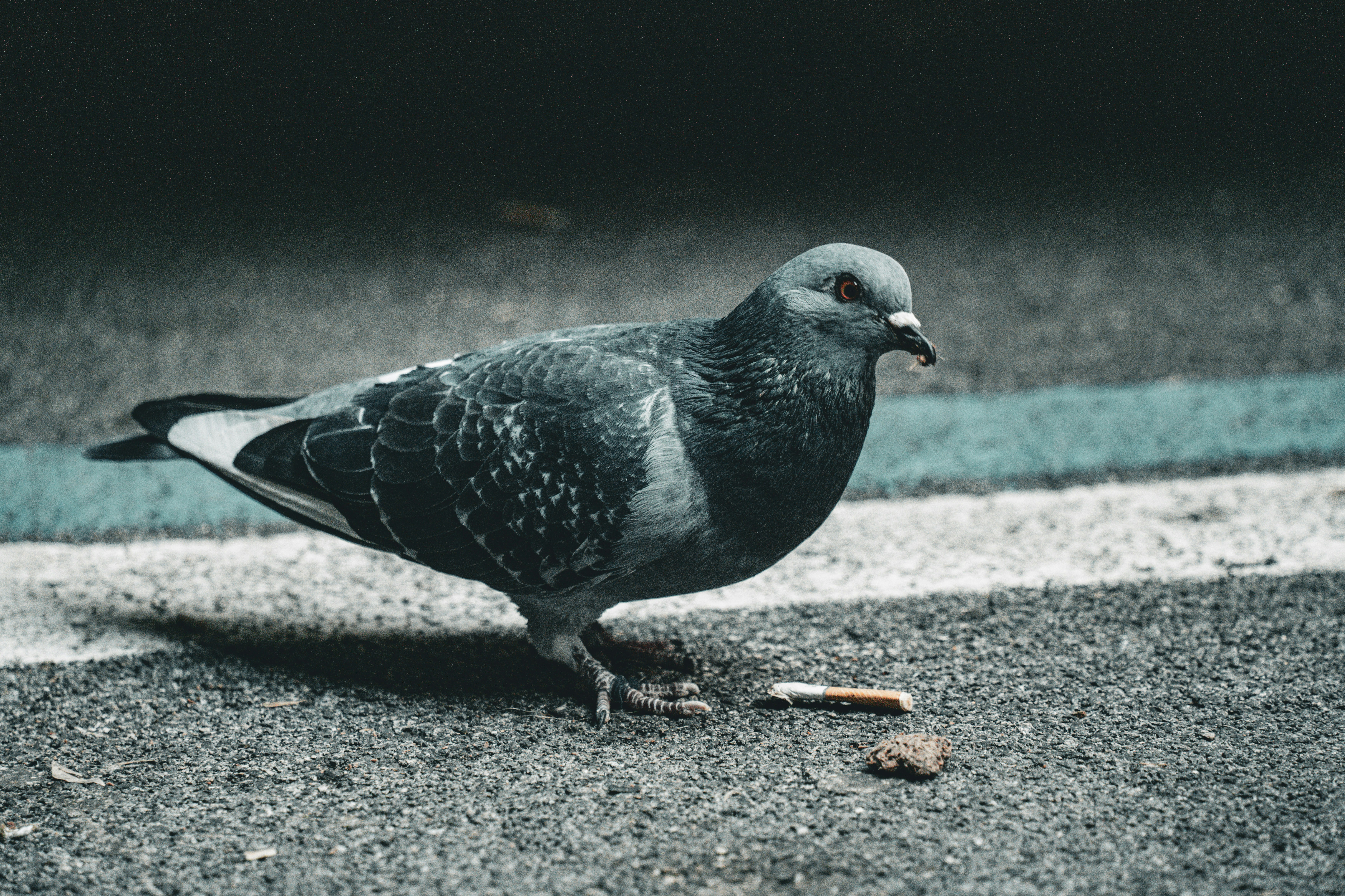 A lone pigeon stands on the asphalt road, next to a discarded cigarette, creating a stark urban scene that captures the blend of wildlife and human traces in a city’s daily rhythm.