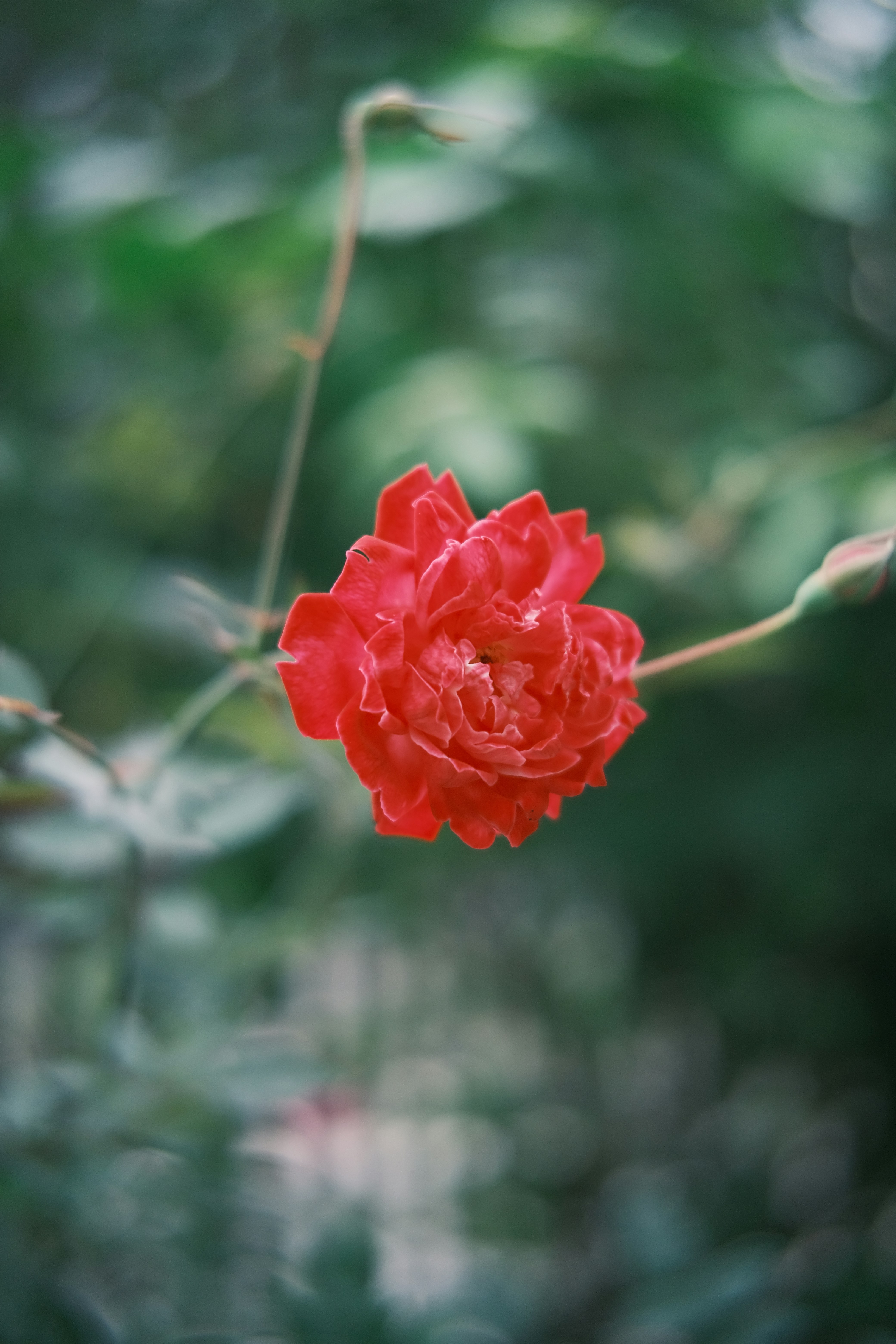 A single red flower with green leaves in the background photo – Free ...