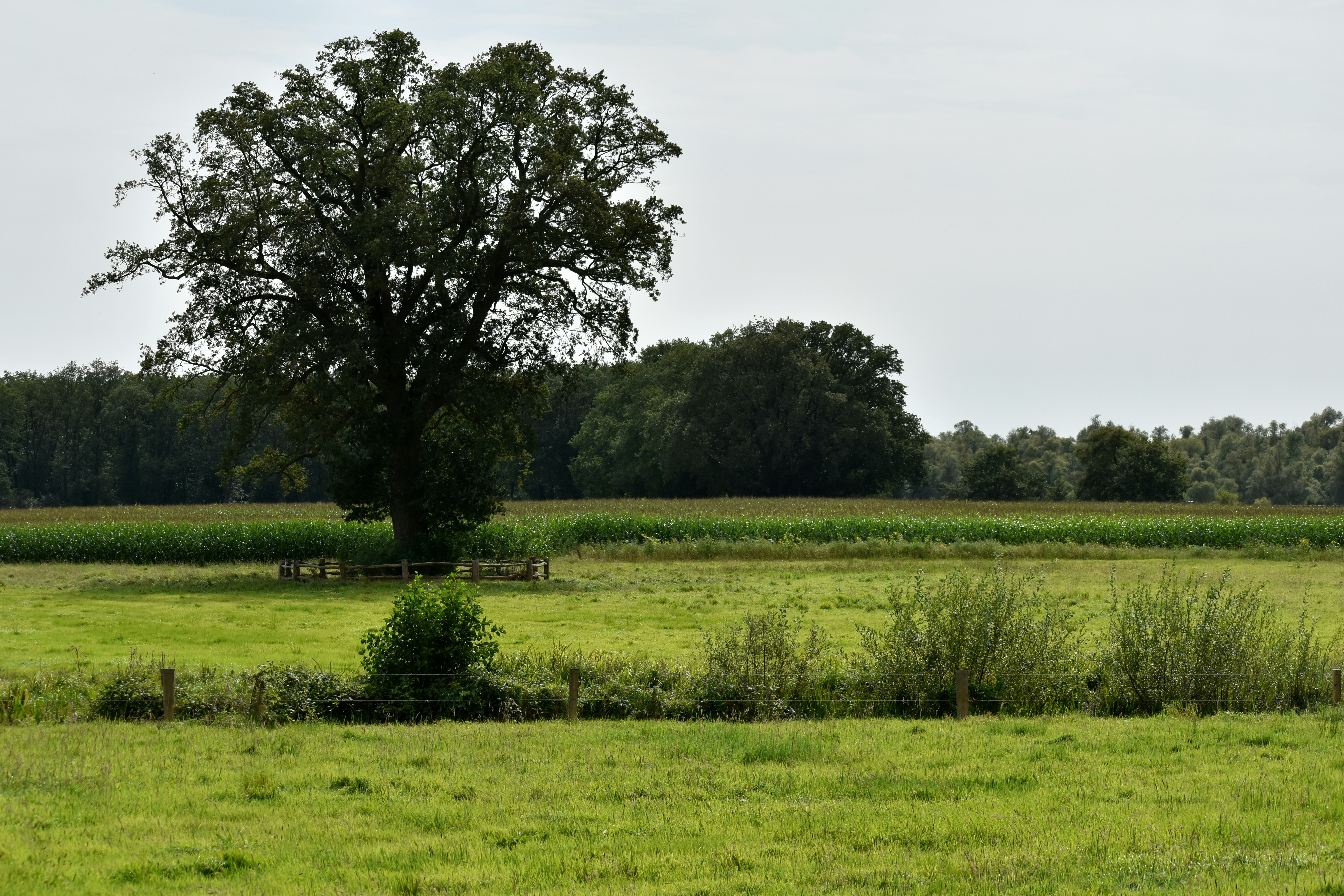 Farmland in an idyllic setting (Holland - environment)