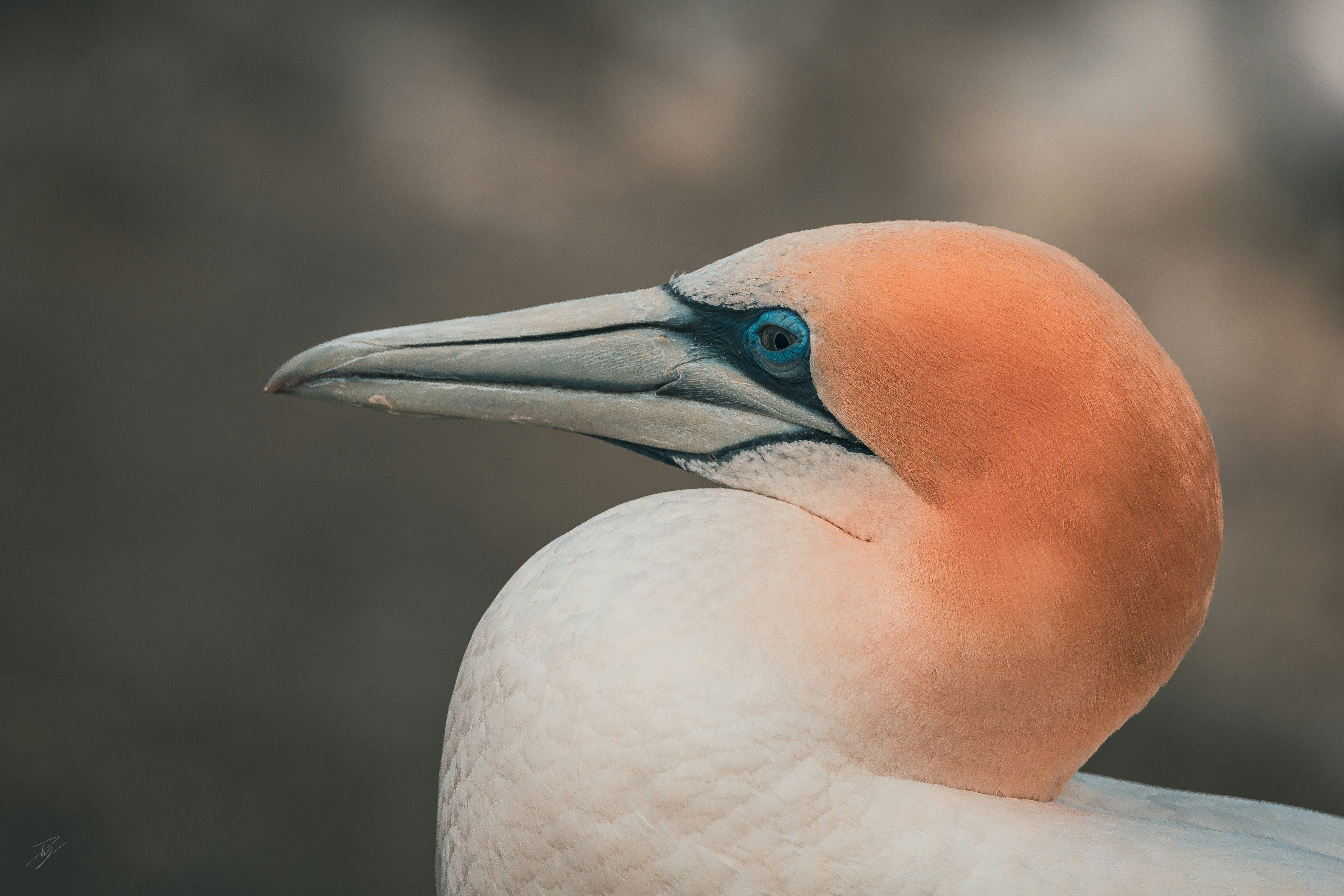 A close up of a bird with a blurry background photo – Free Animal Image ...