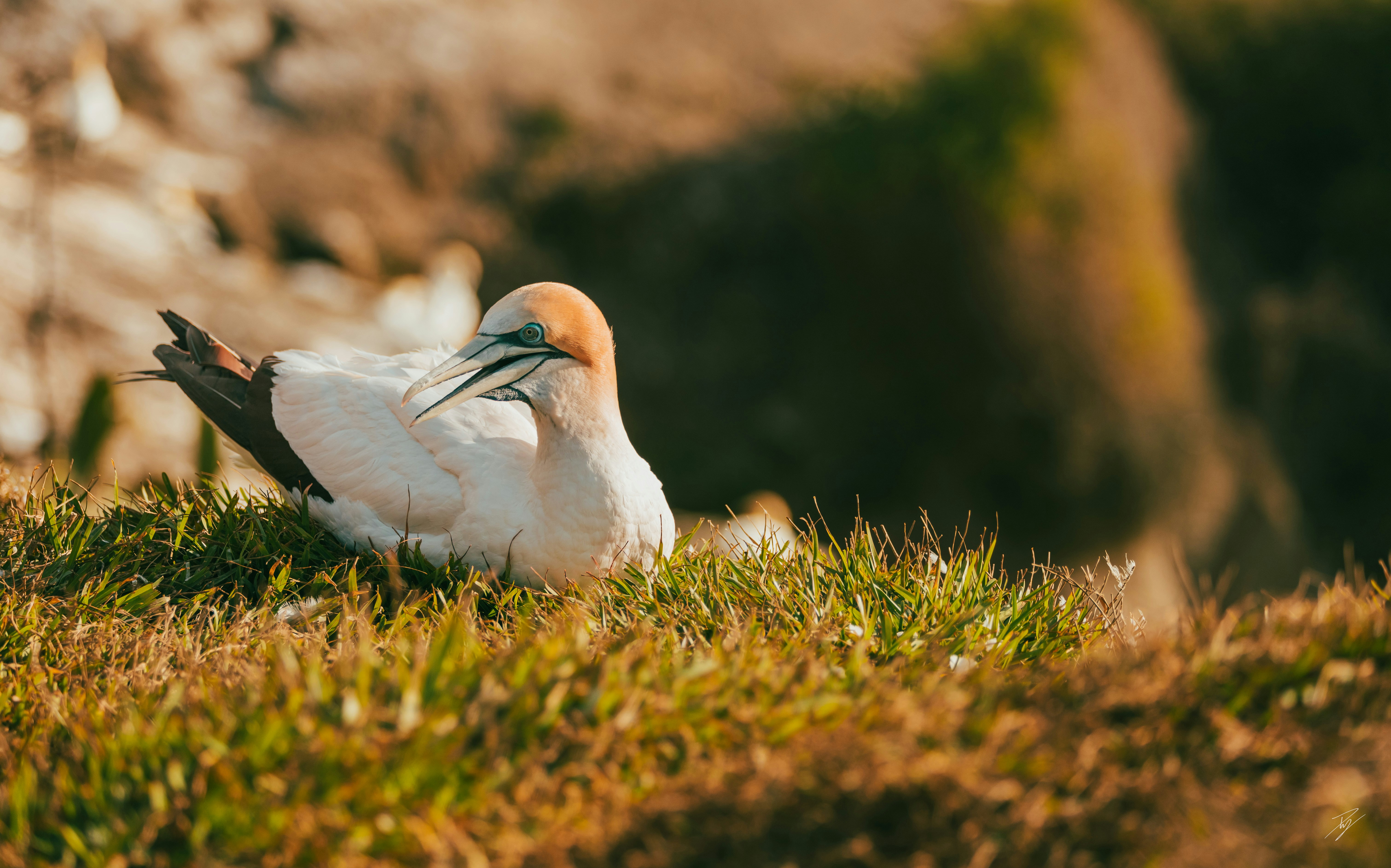 Photo by Patrick Yu with Canon EOS RP