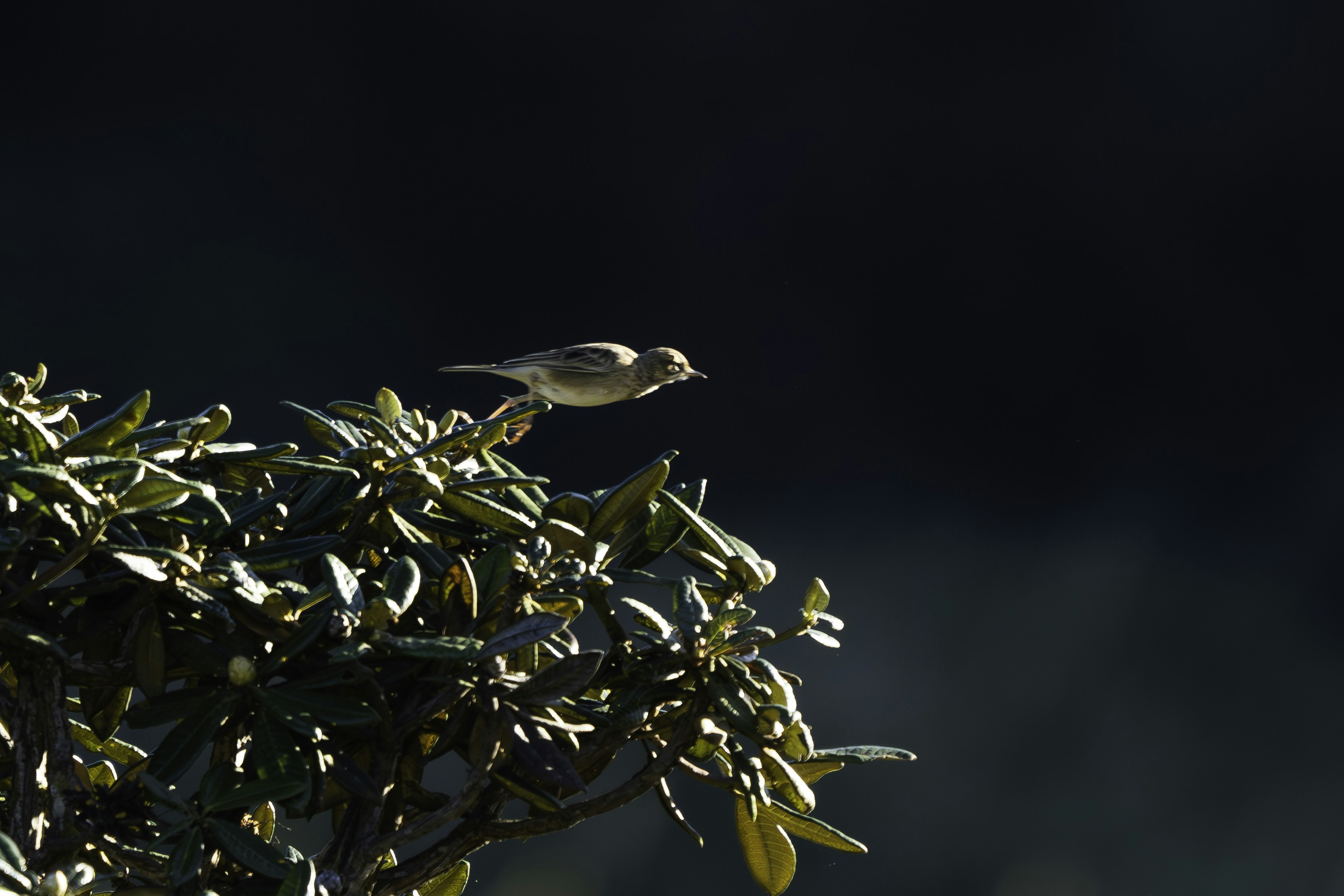 Lone Bird on a Sunlit Sprig