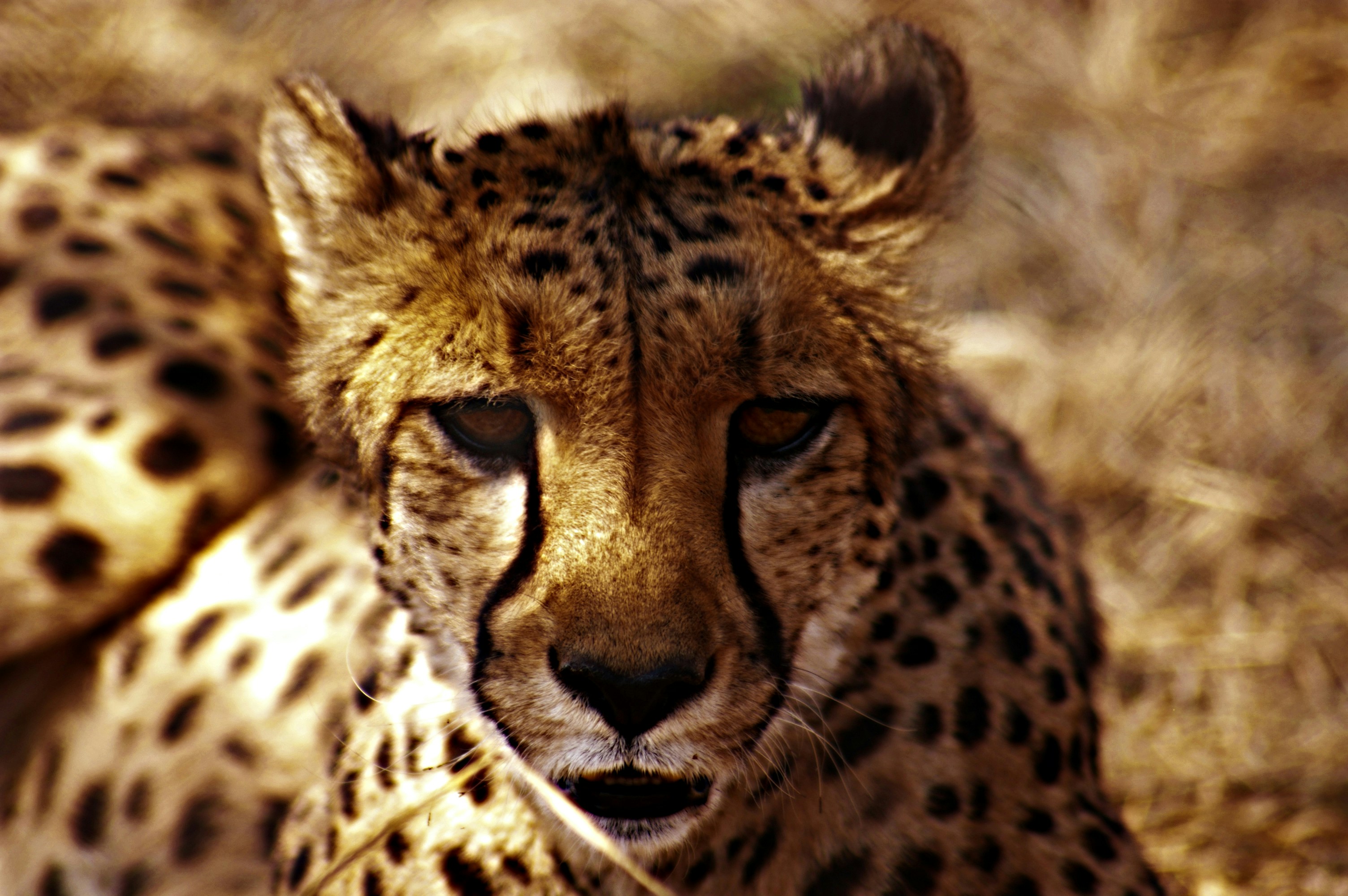 The image of the cheetah is captured in Cheetah Conservation Fund, Namibia 2007.