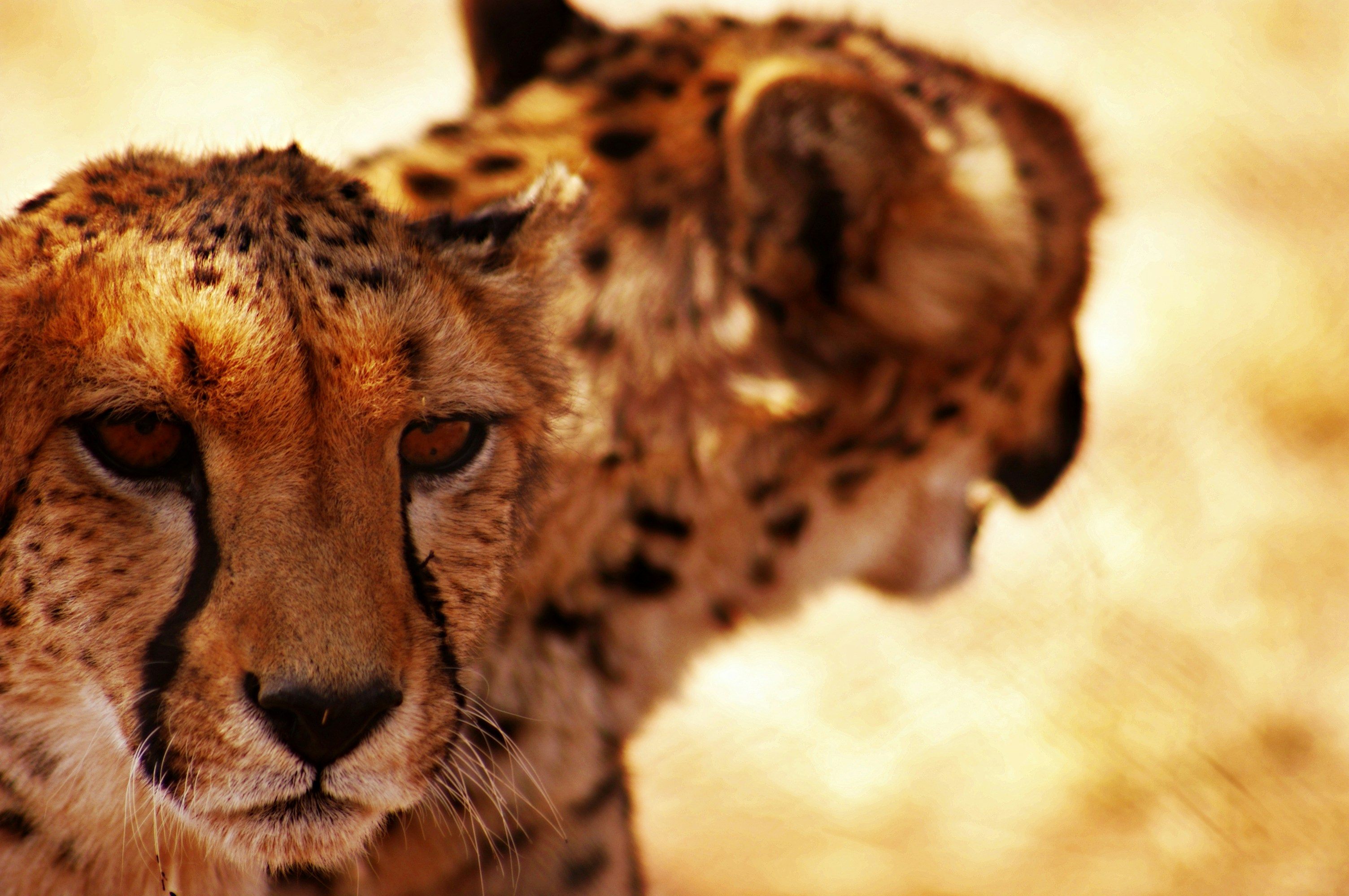 Close-up photograph of a cheetah's face in the foreground, with a second cheetah softly blurred in a warm savanna backdrop.