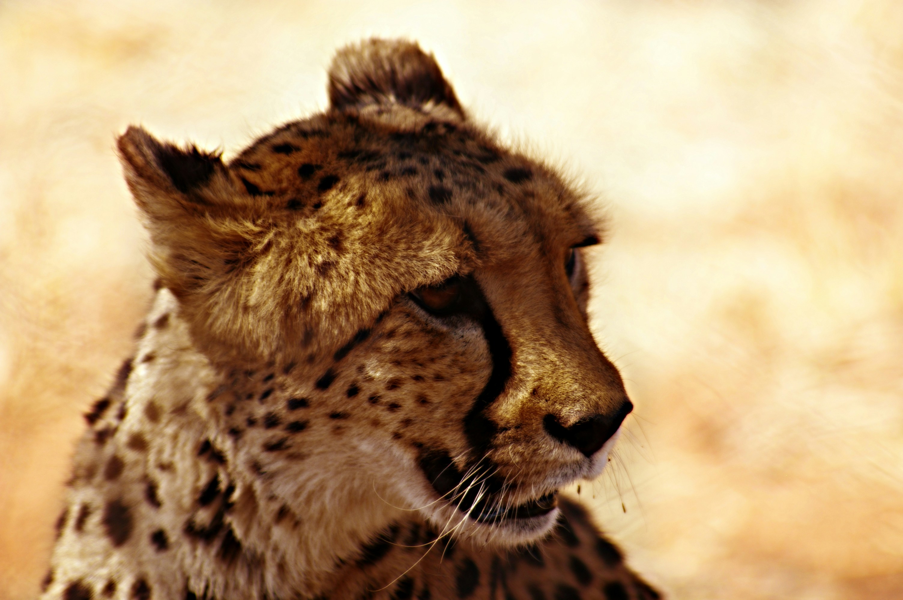 The image of the cheetah is captured in Cheetah Conservation Fund, Namibia 2007.