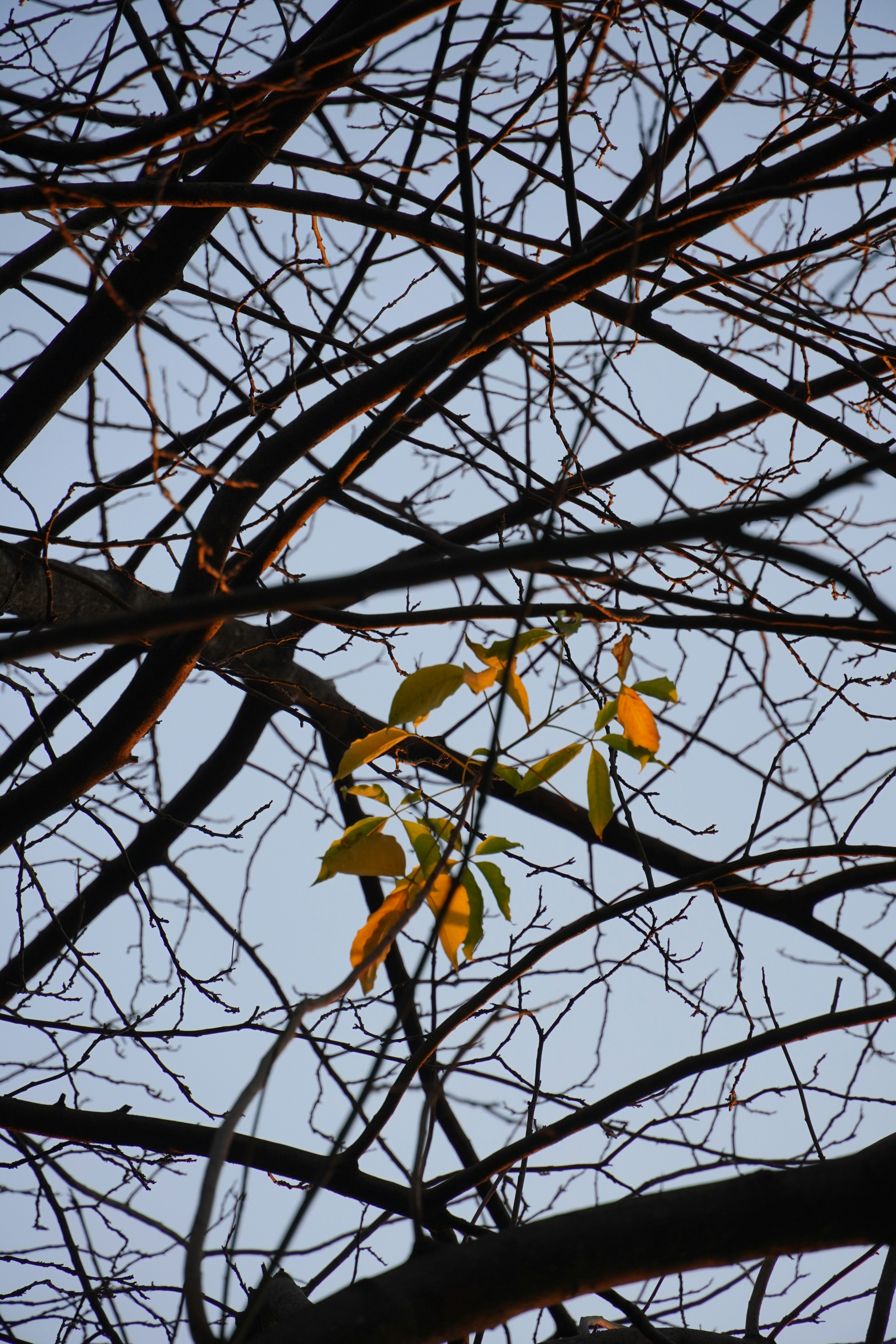 A cluster of vibrant green and yellow leaves clings to a stark tree branch, silhouetted against a soft blue sky.