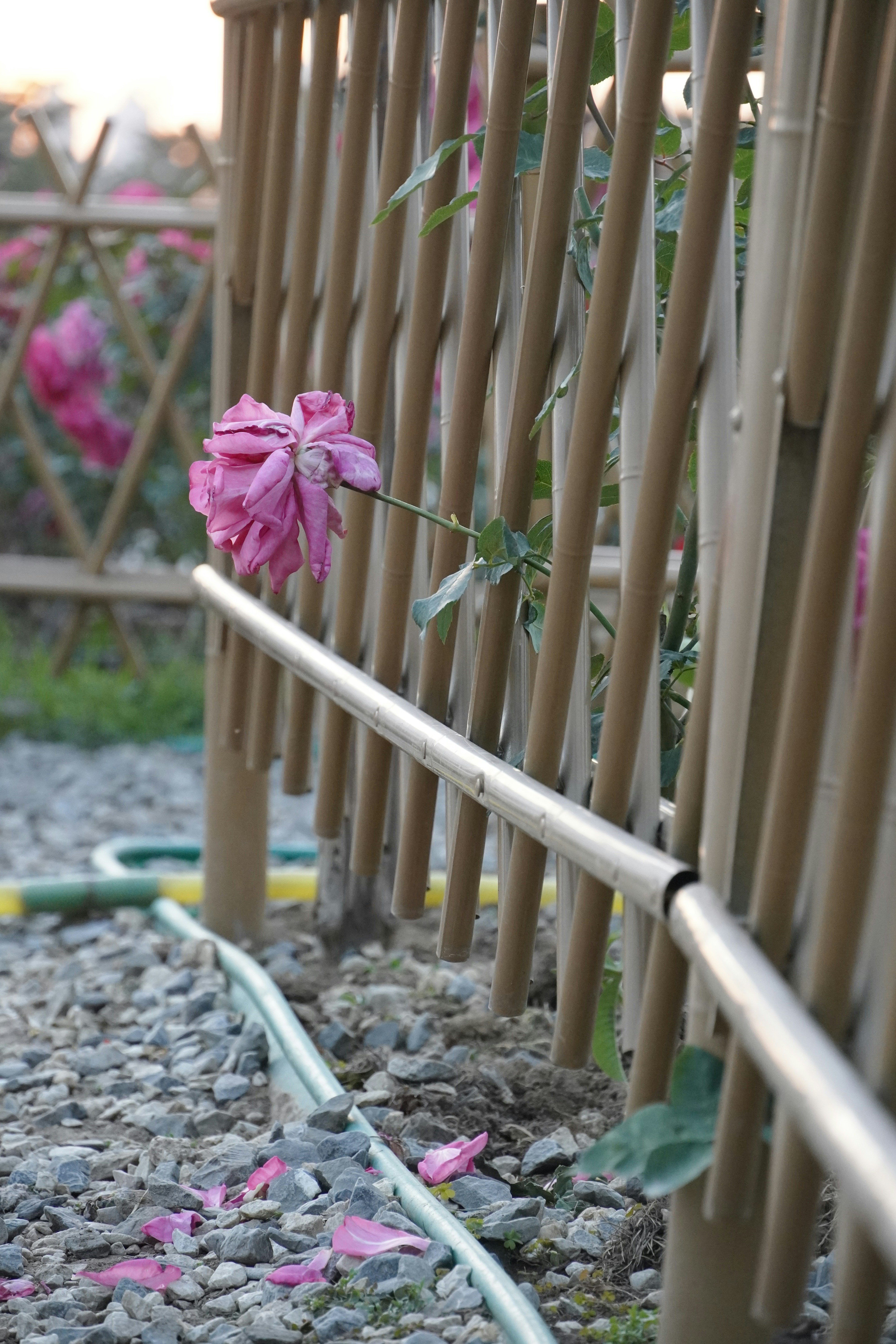 Pink Rose in a Bamboo Frame at Dusk