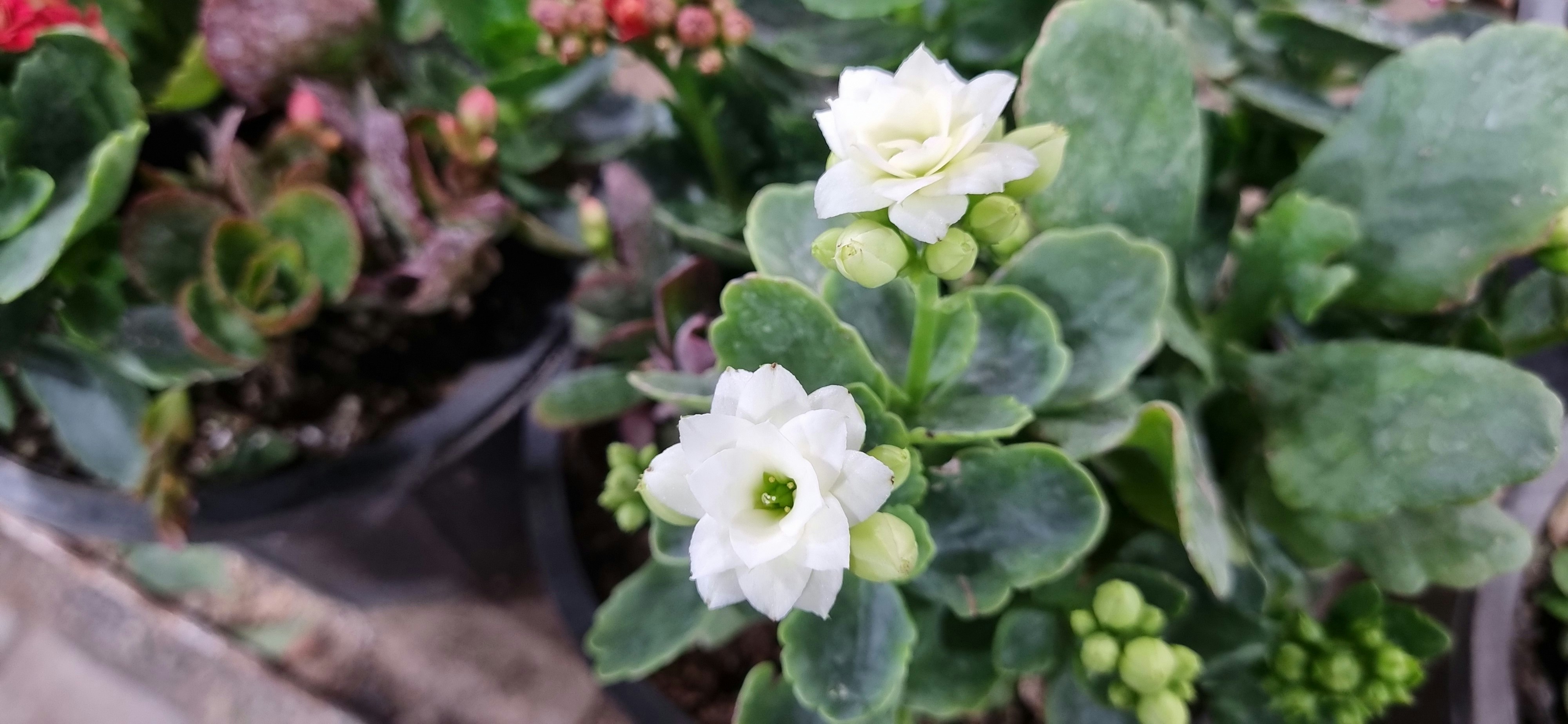 Porcelain Blossoms Amid Emerald Succulents: A Macro Garden Moment