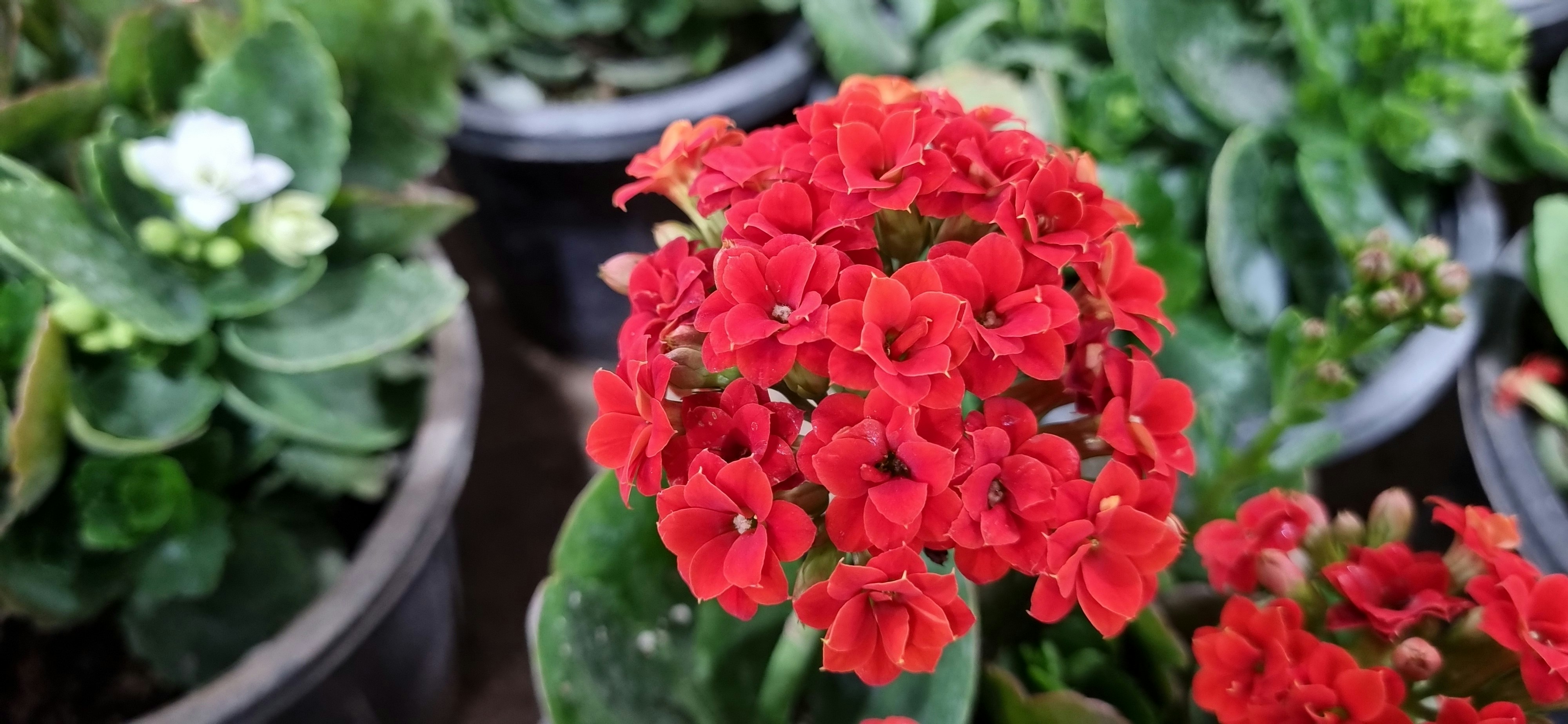 A group of potted plants with red flowers photo – Free Iran Image on ...