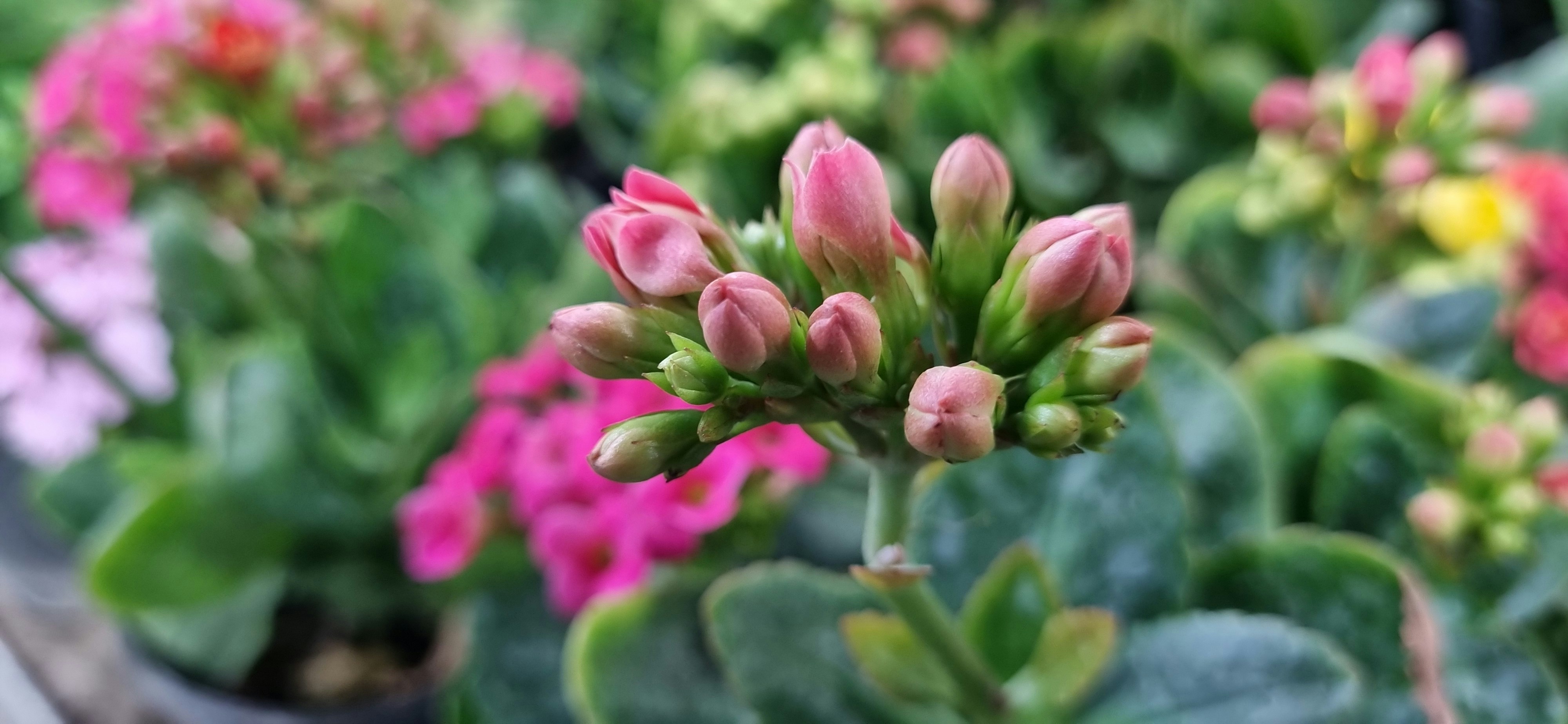 Macro Moment: Pink Buds Crowned by Succulent Foliage in a Gentle Garden Blur