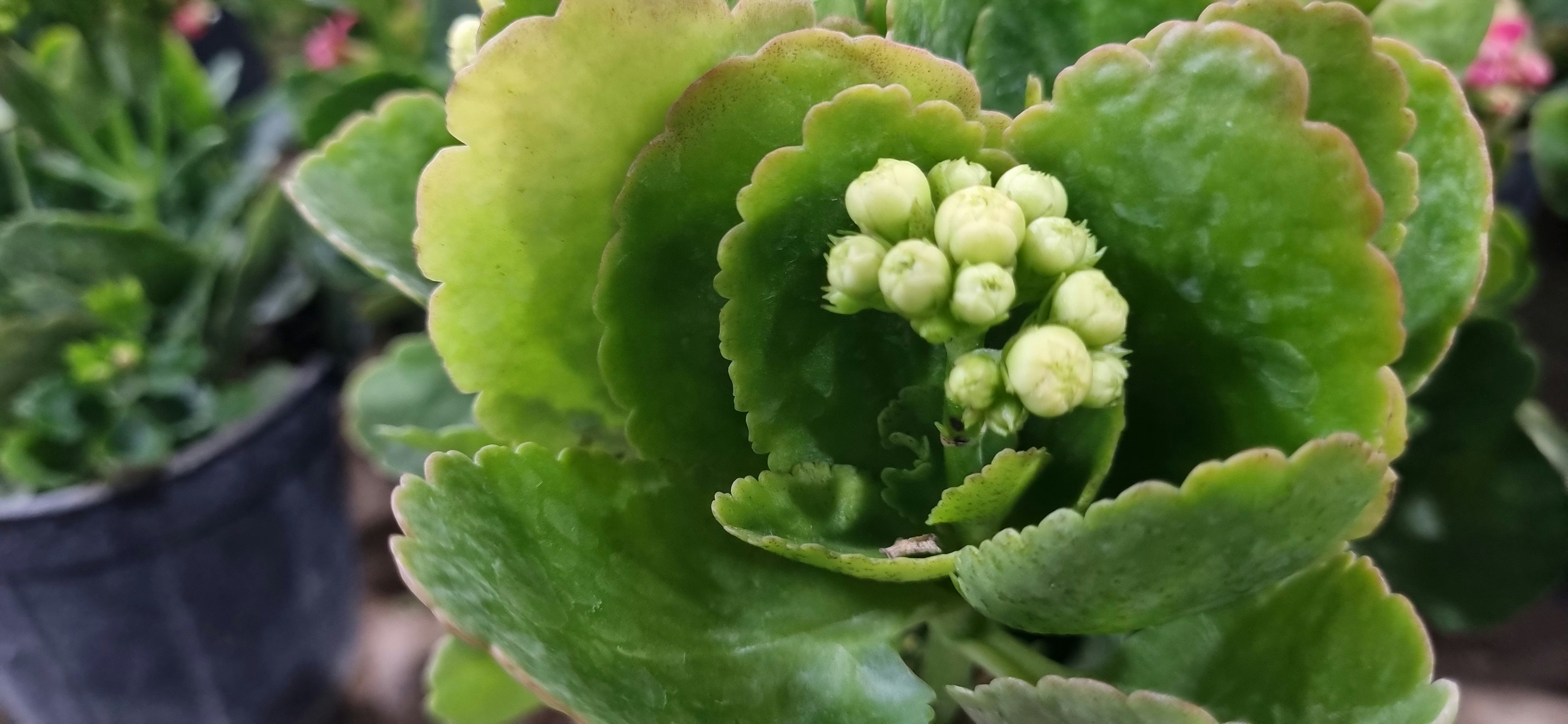 Close-up of a succulent blossom: pale buds amid layered green leaves