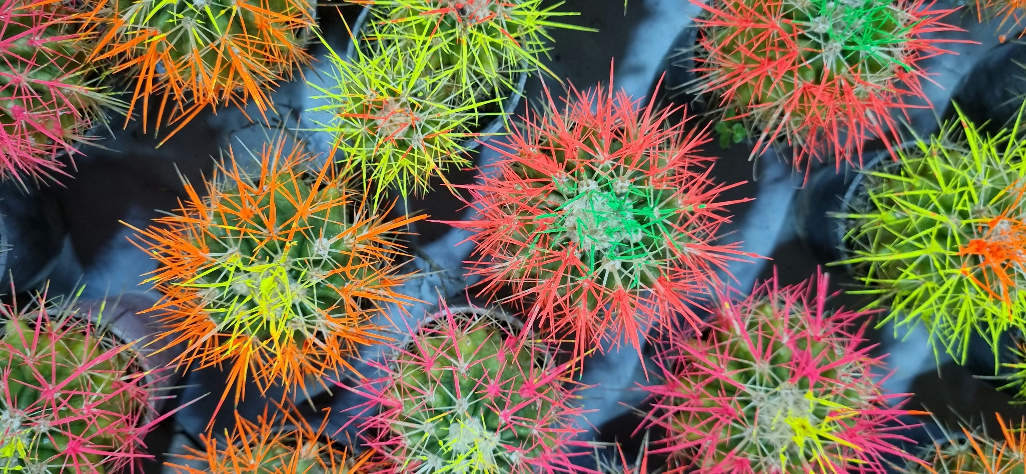 Neon Crown of Spiky Cacti: A Close-Up Burst of Color