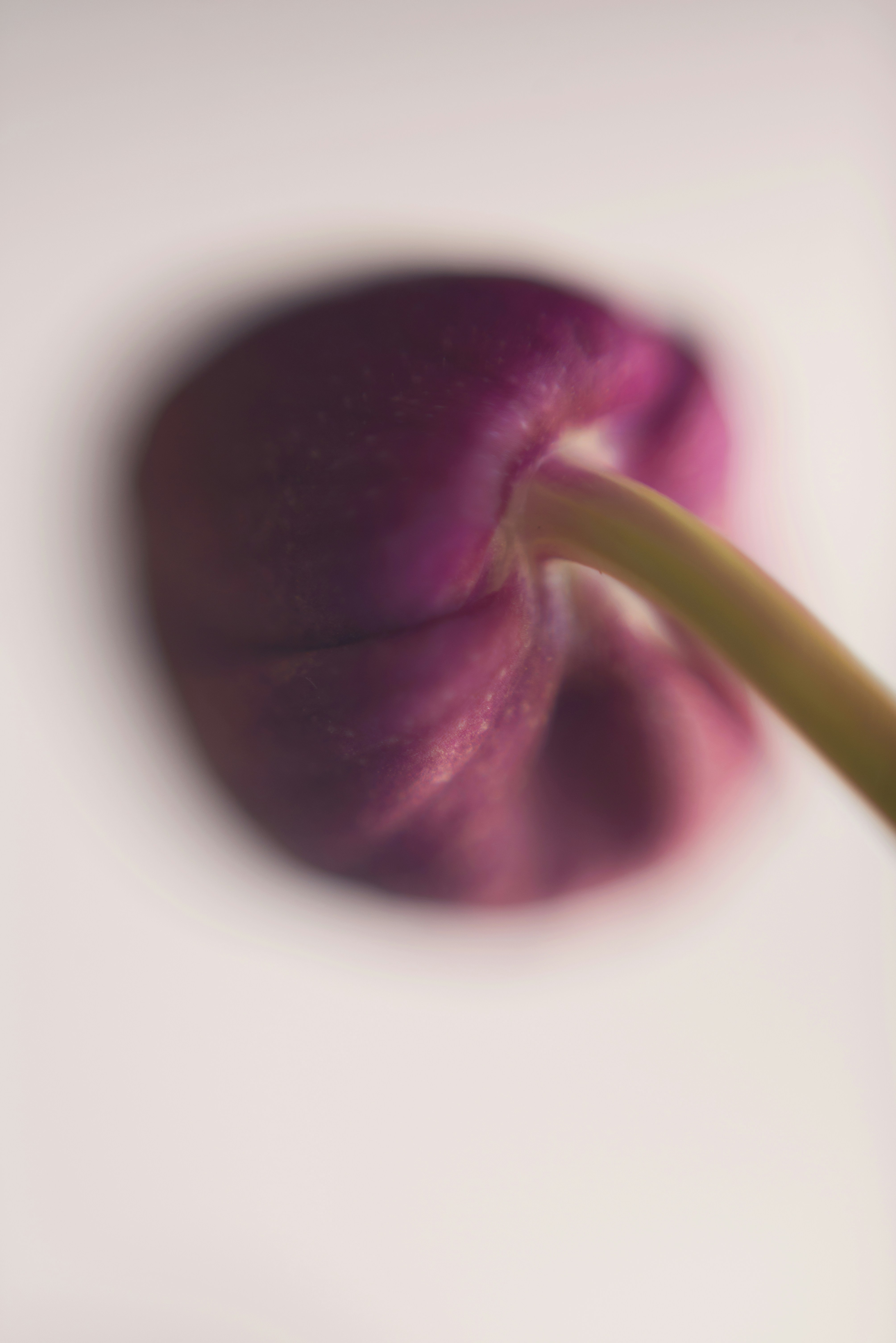 Soft Macro Moment: Magenta Bud Against Pale Light
