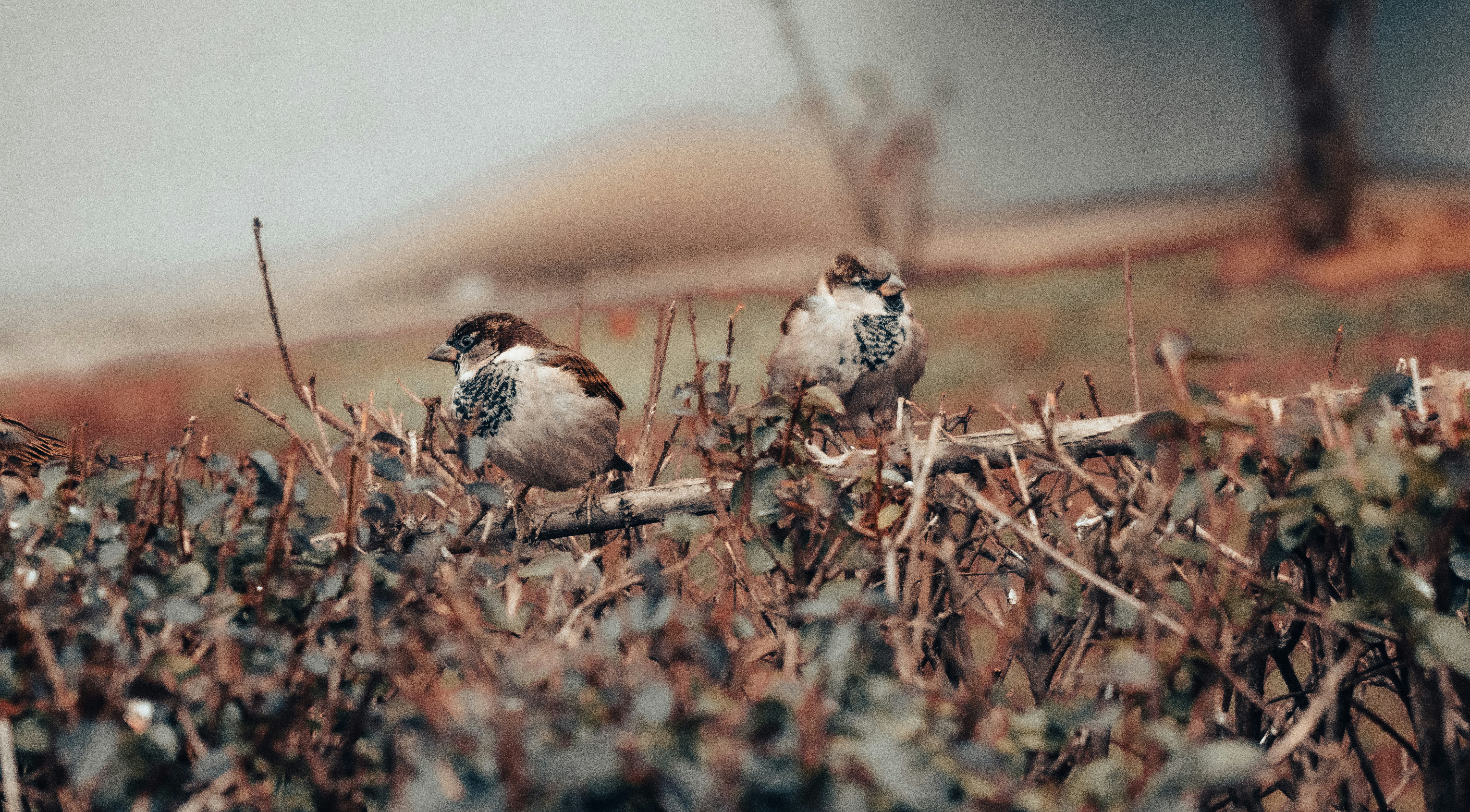 Two Sparrows on a Winter Branch: Quiet Perch in Soft Light