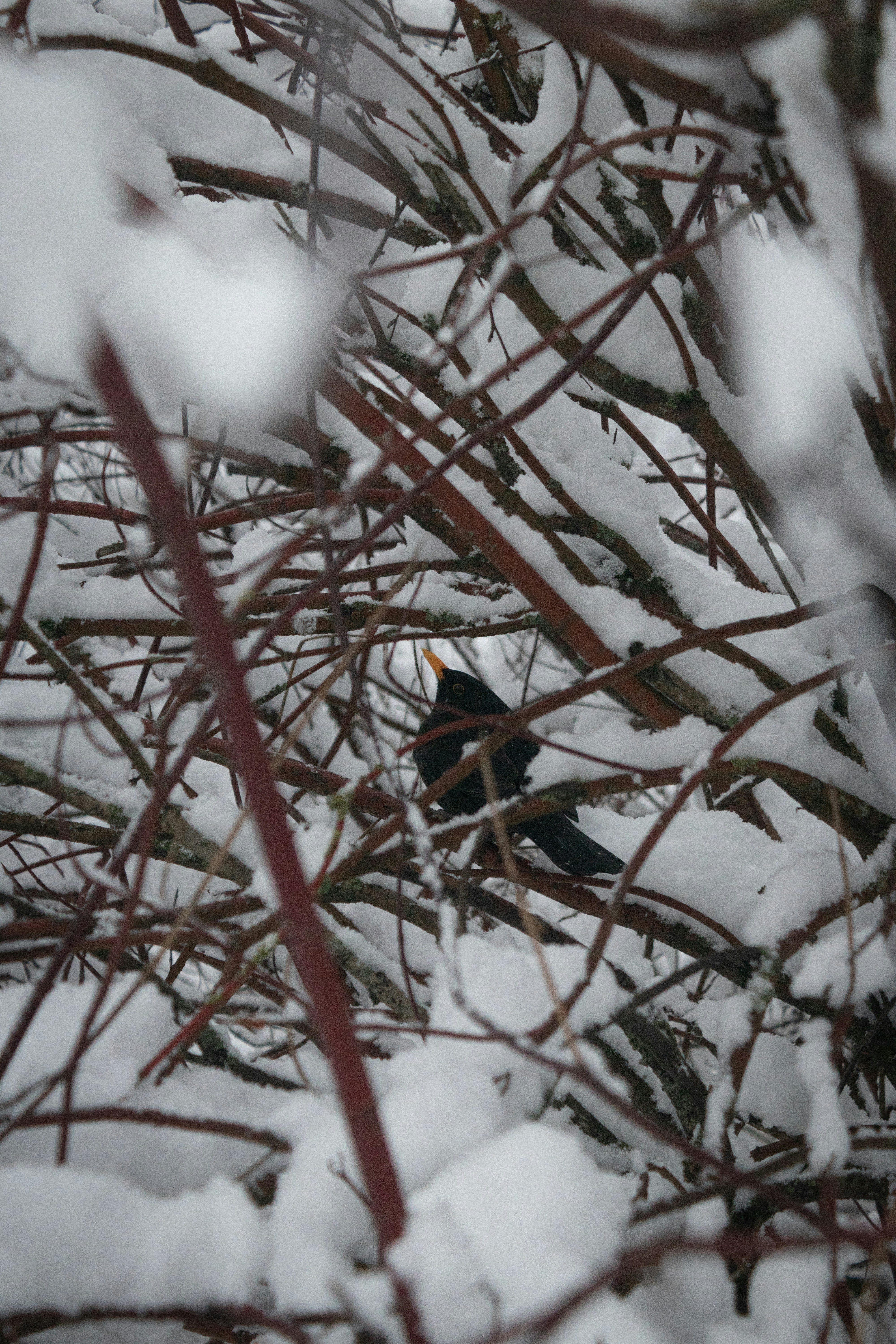 A black bird sitting on top of a tree covered in snow photo – Free Riga Image on Unsplash