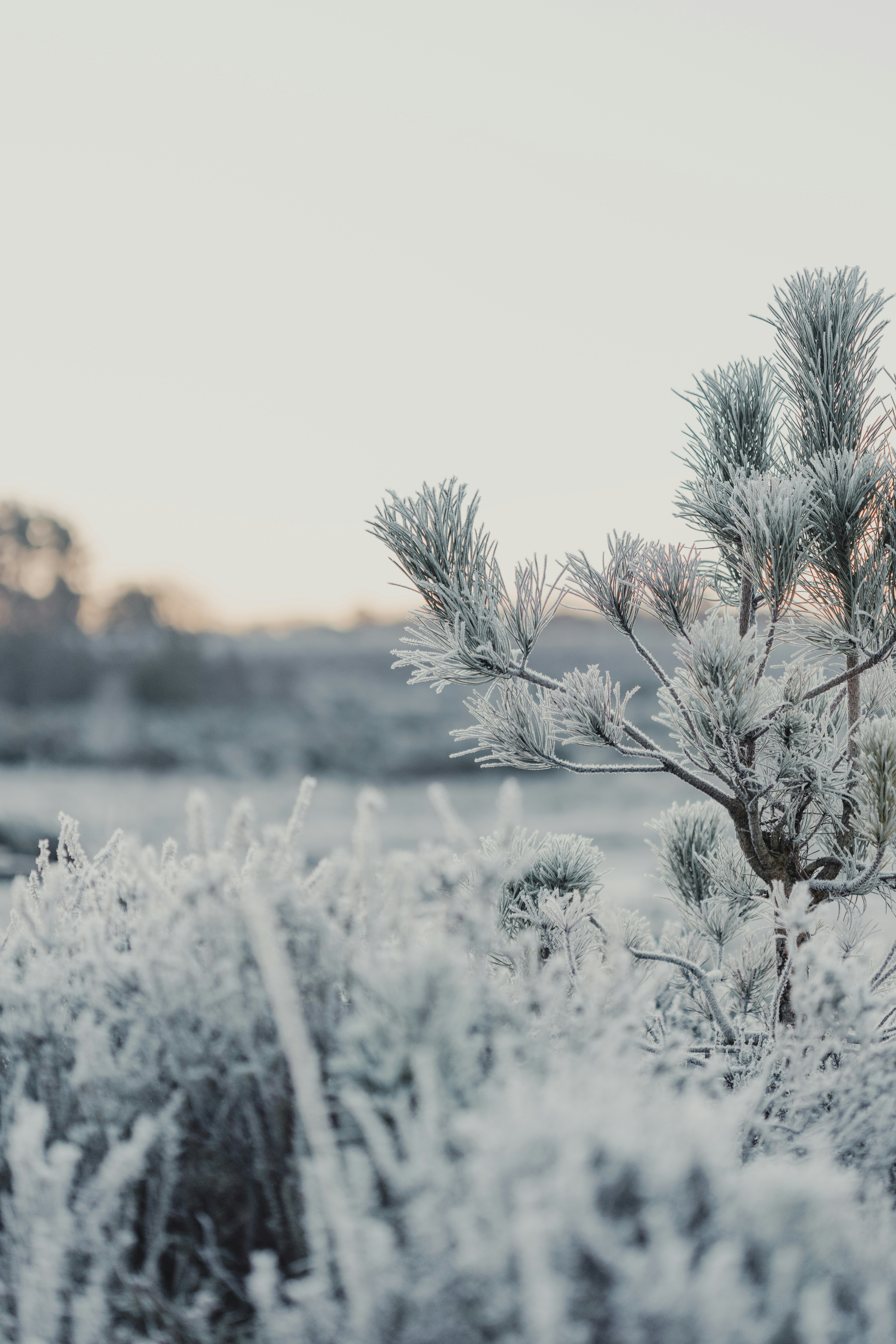 A small tree covered in frost in a field photo – Free Frost Image on ...