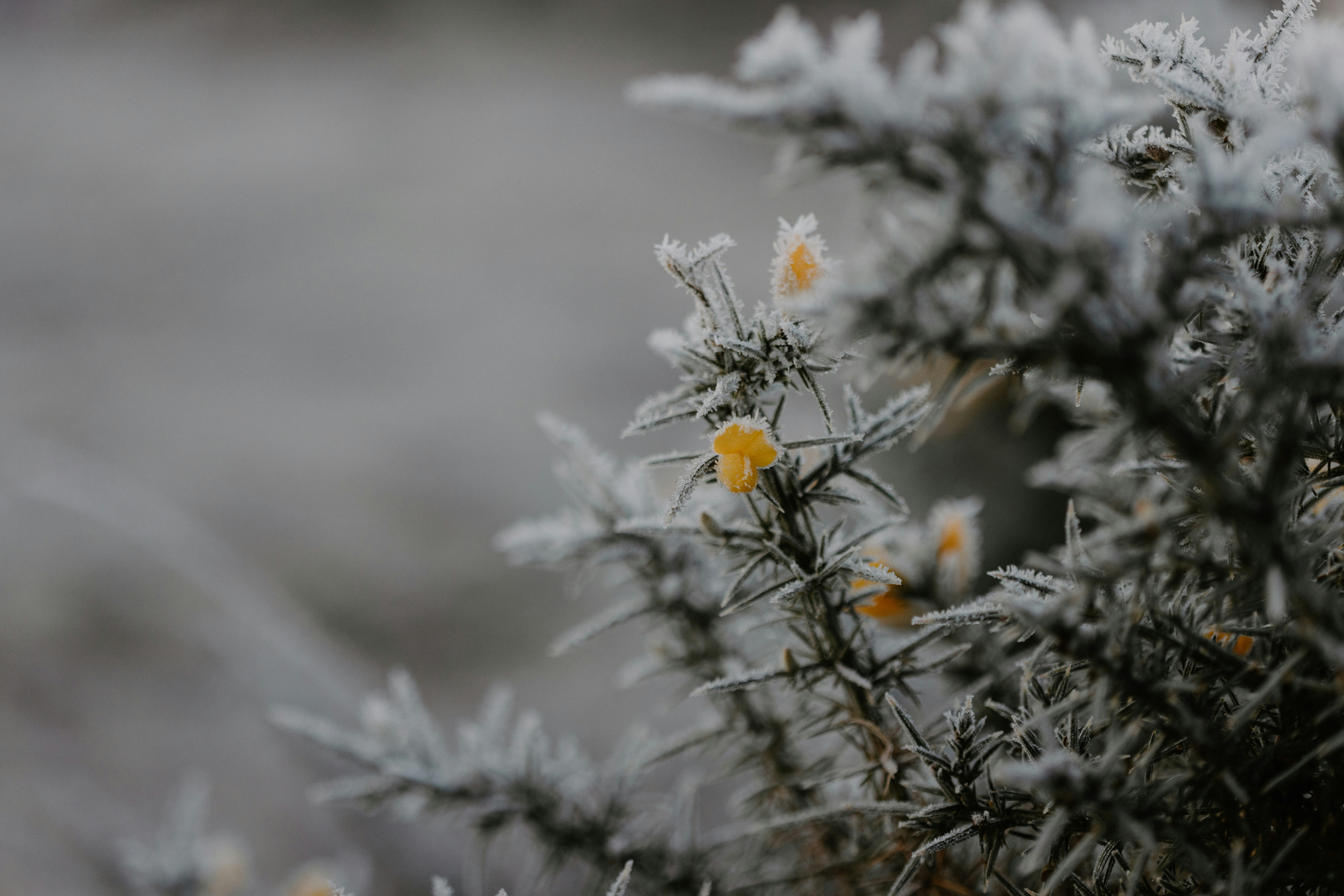 A close up of a plant with yellow flowers photo – Free Frost Image on ...