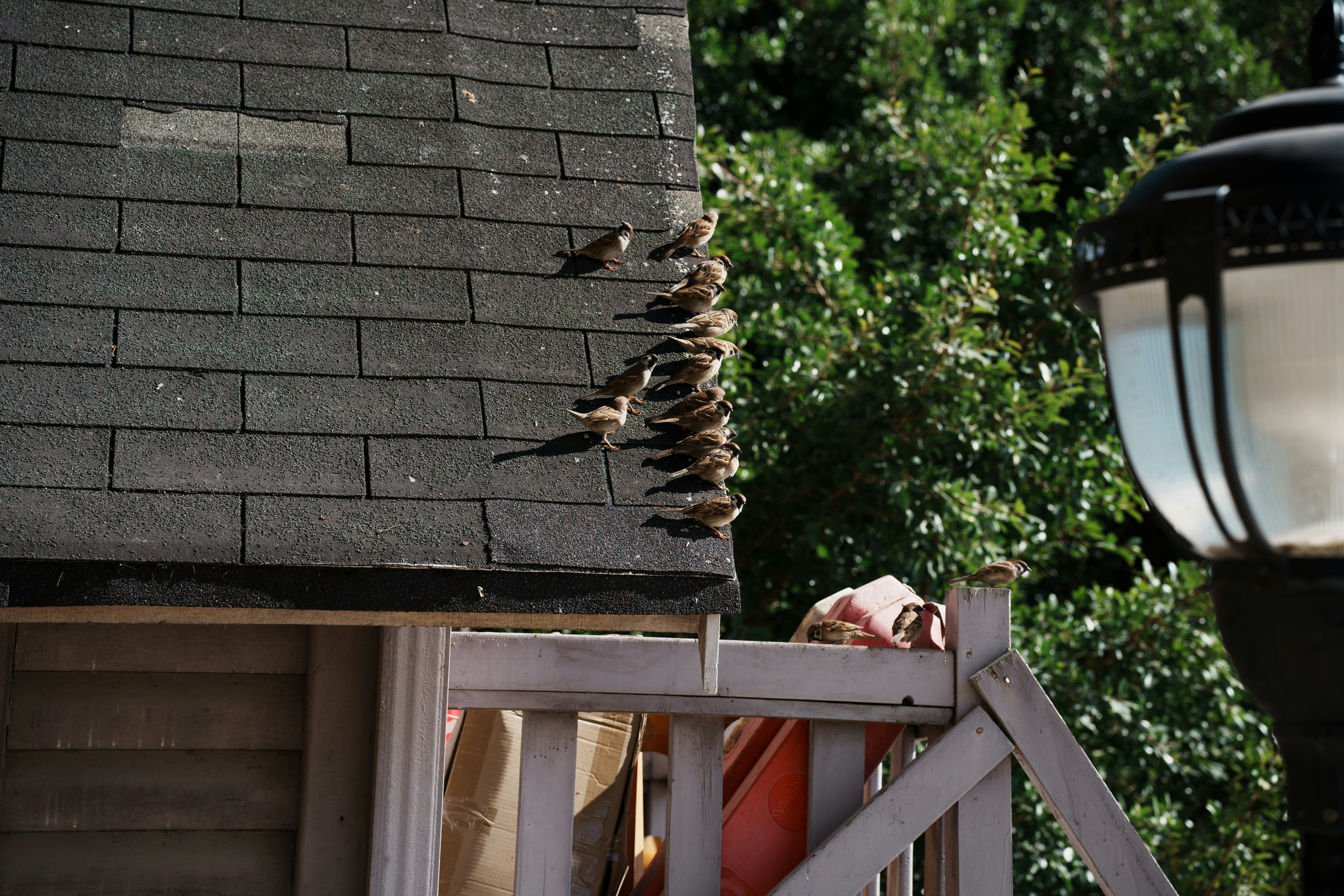 Swallows at the Roof's Edge: A Quiet Assembly in Dappled Light