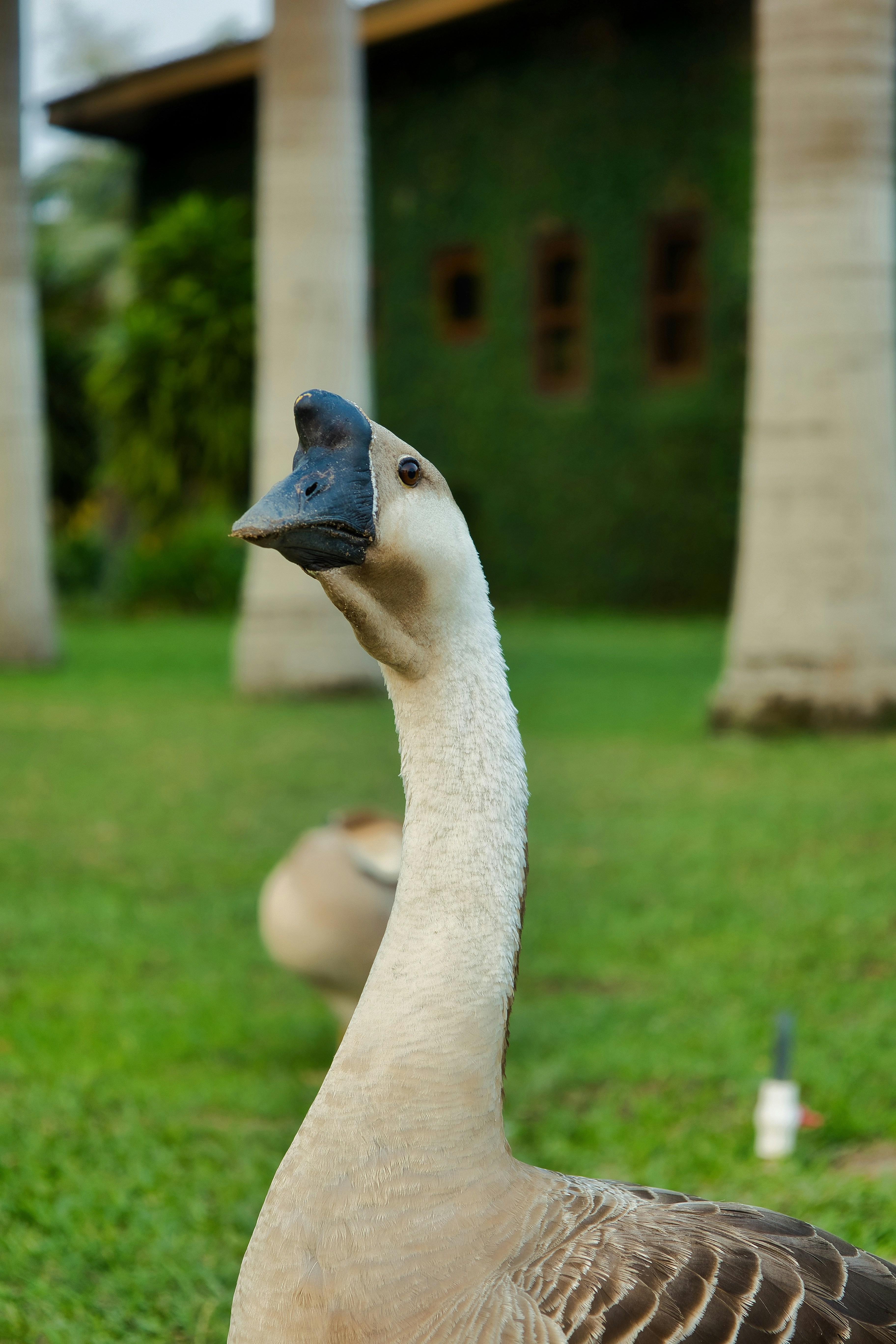 A goose standing in the grass near a building photo – Free Big ada ...