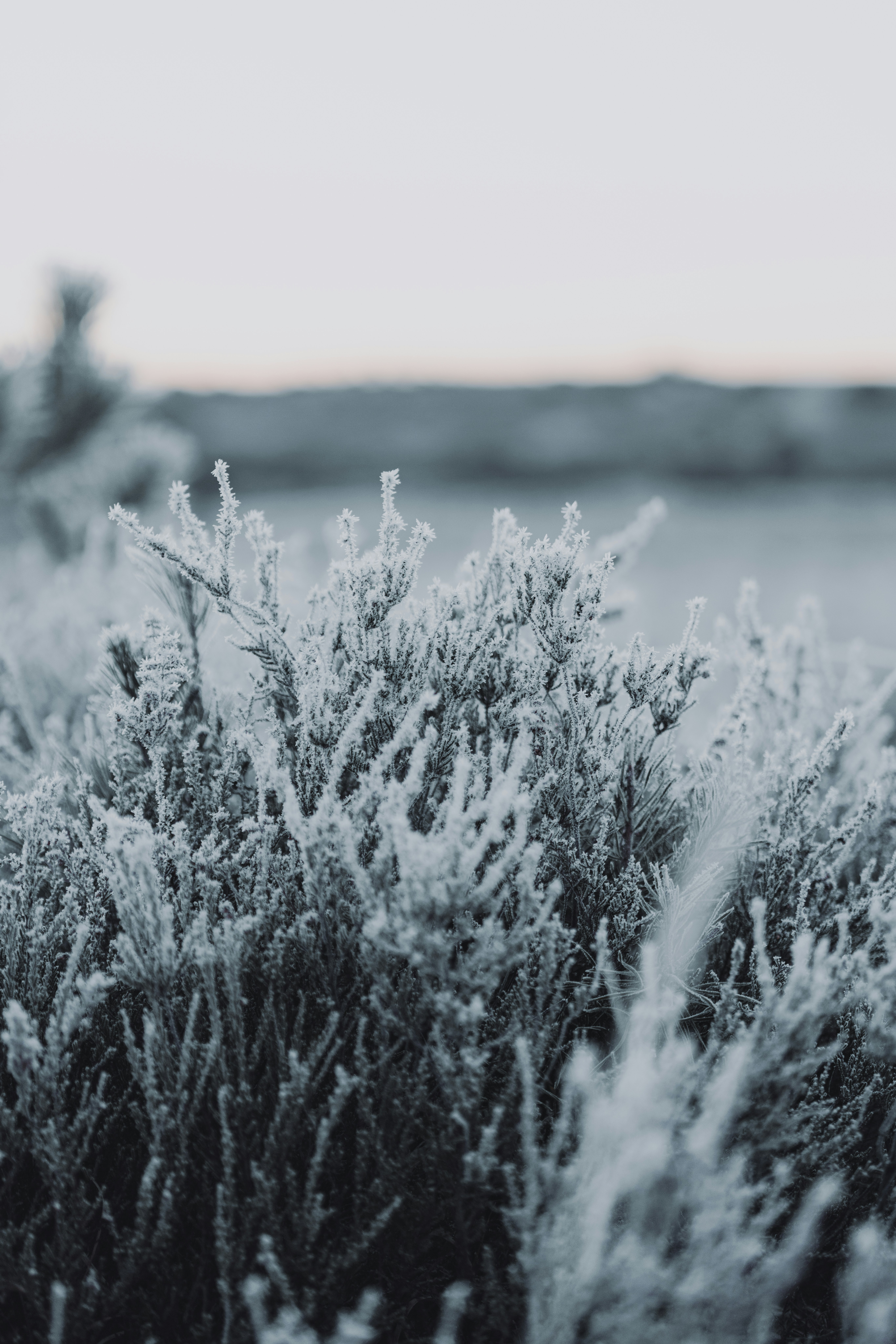A black and white photo of a bush with frost on it photo – Free Frost ...