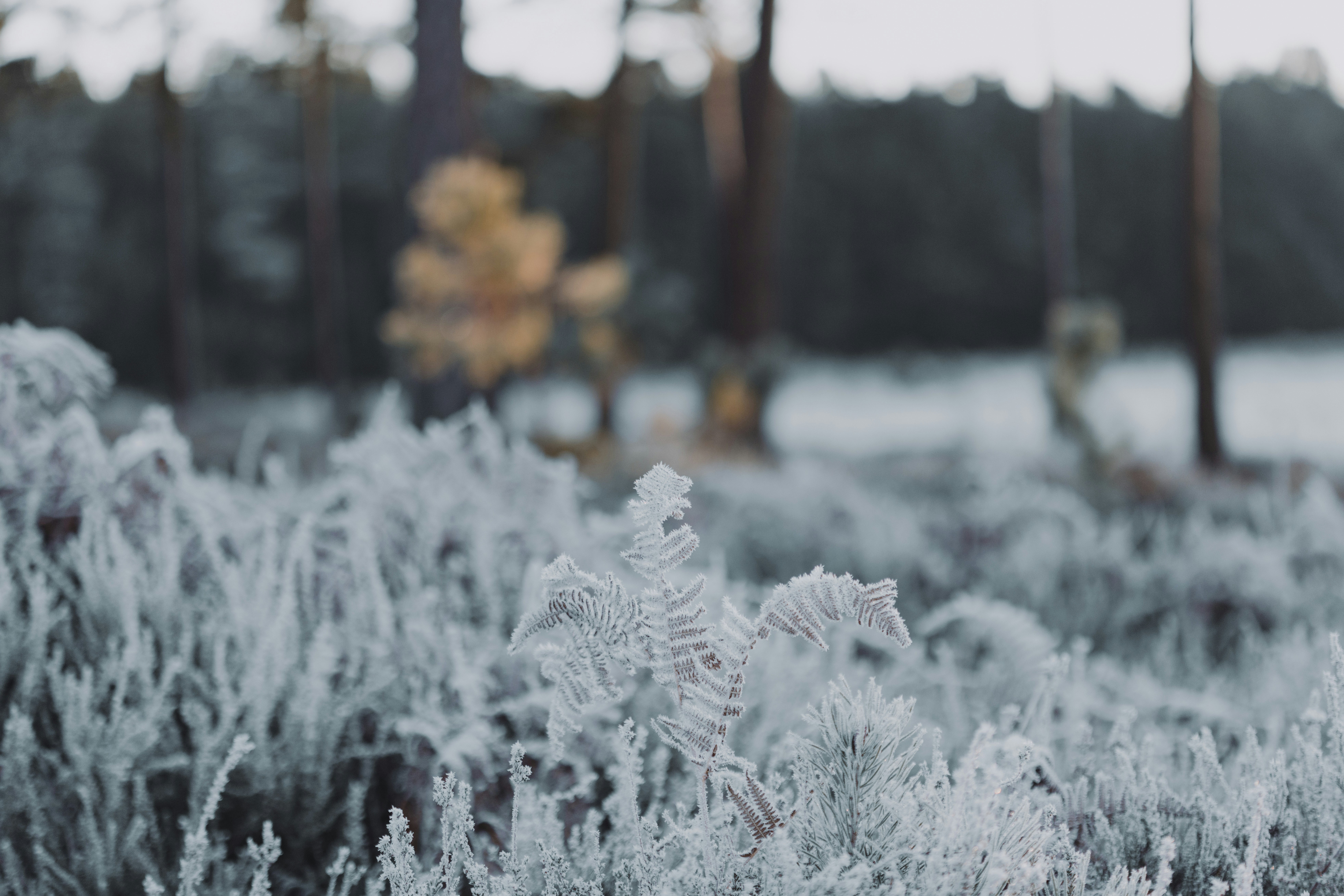 A frosty field with trees in the background photo – Free Frost Image on ...