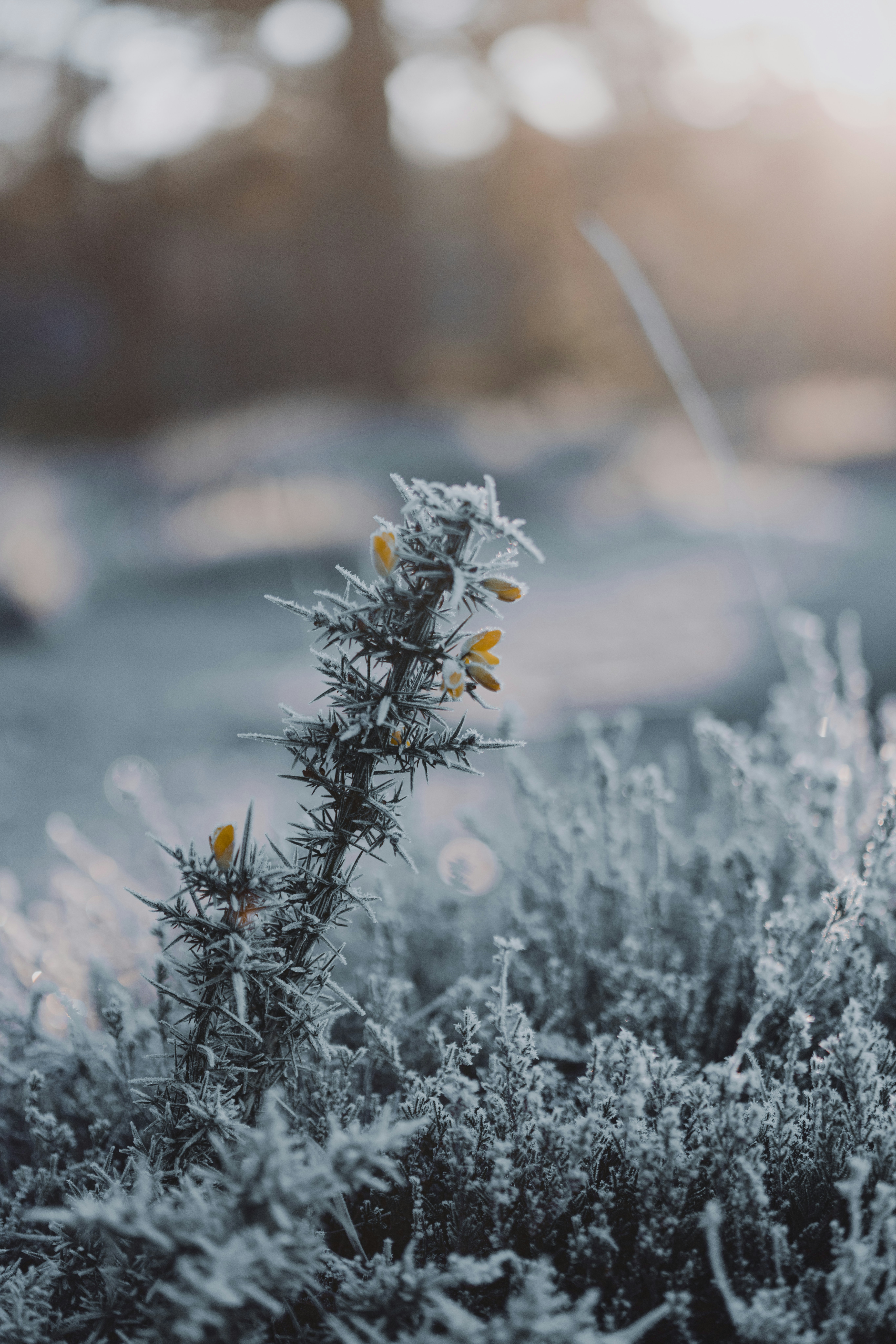 A close up of a plant with snow on it photo – Free Frost Image on Unsplash