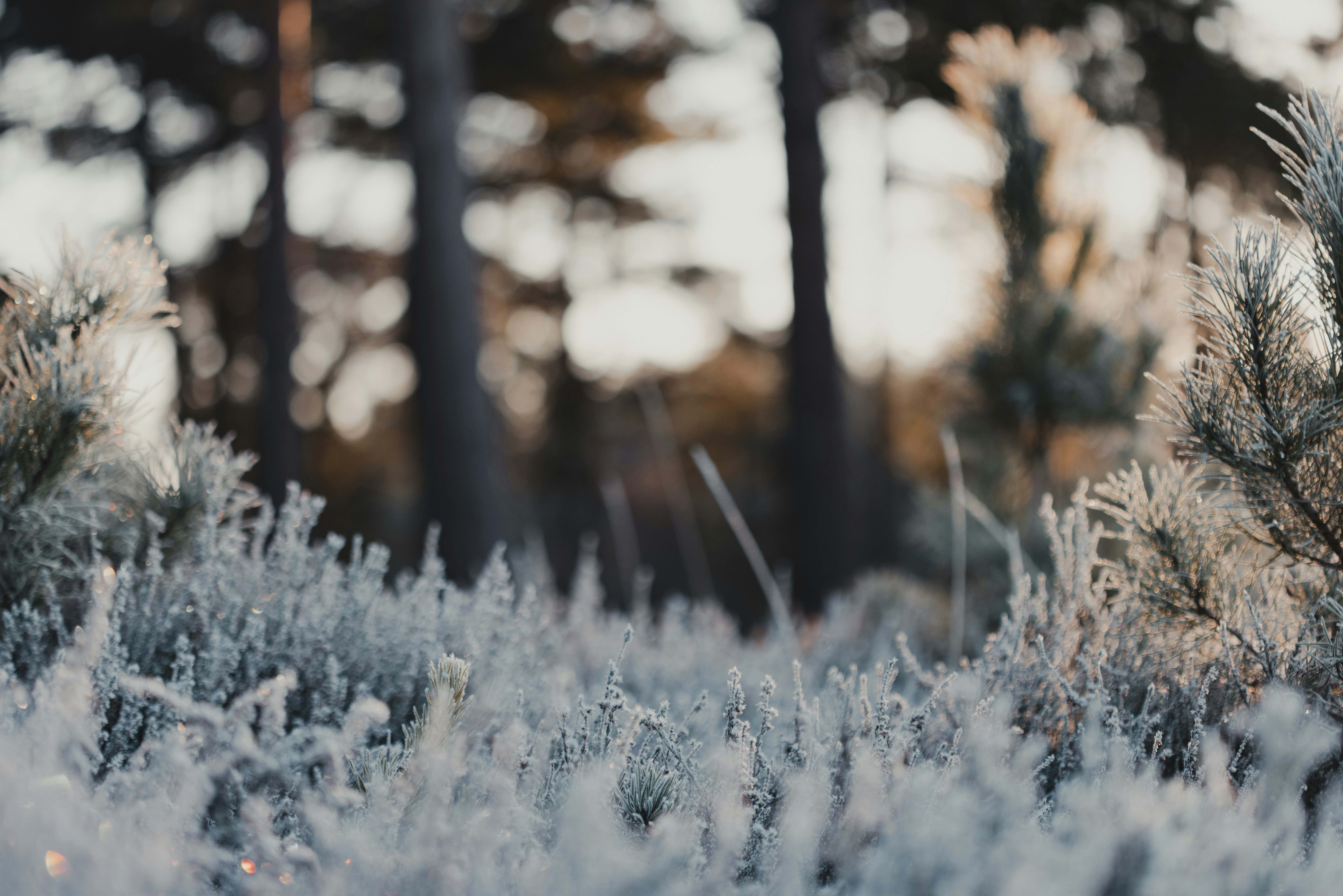 A frosty field with trees in the background photo – Free Frost Image on ...