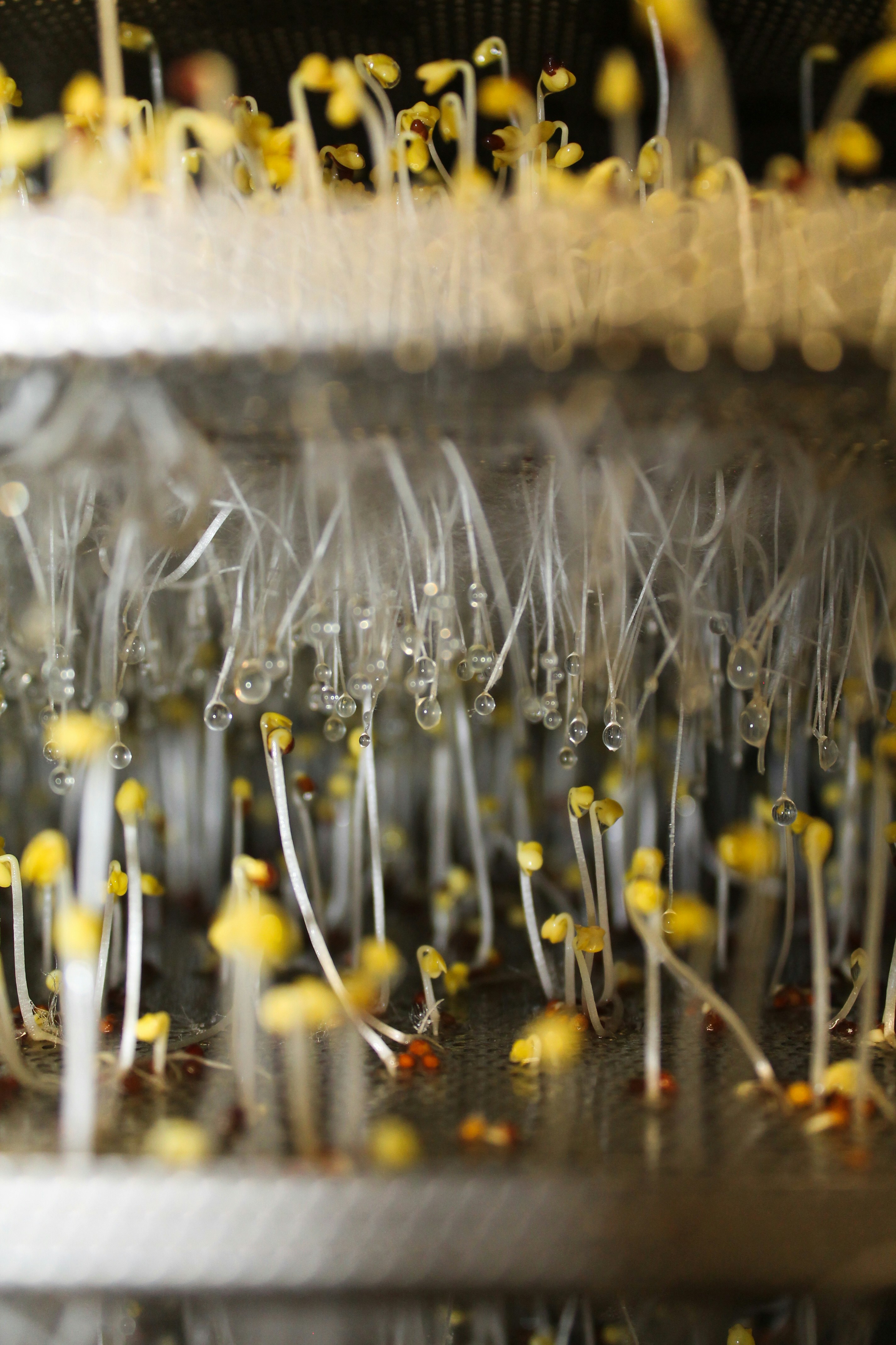 Micro-World Under Glass: Golden Spores Above a Field of Silvery Filaments