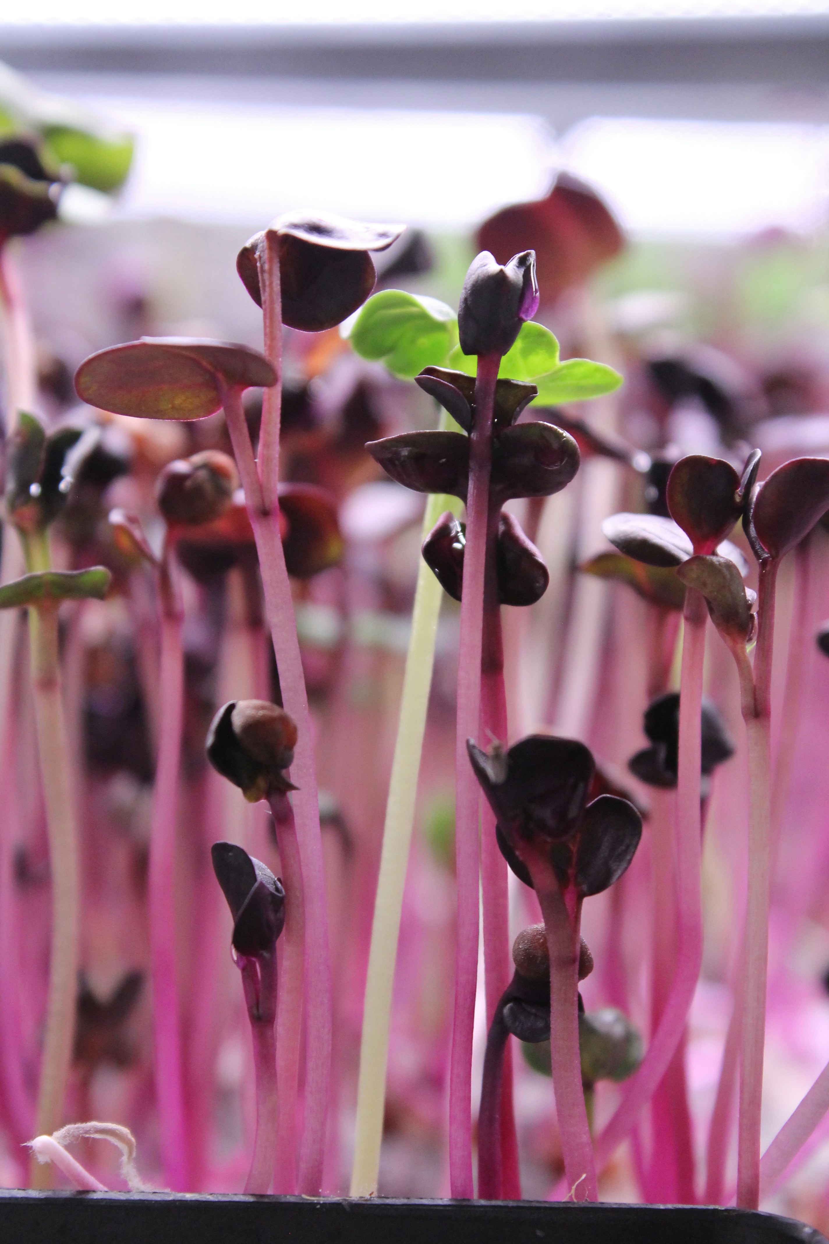 A close up of a plant with pink stems