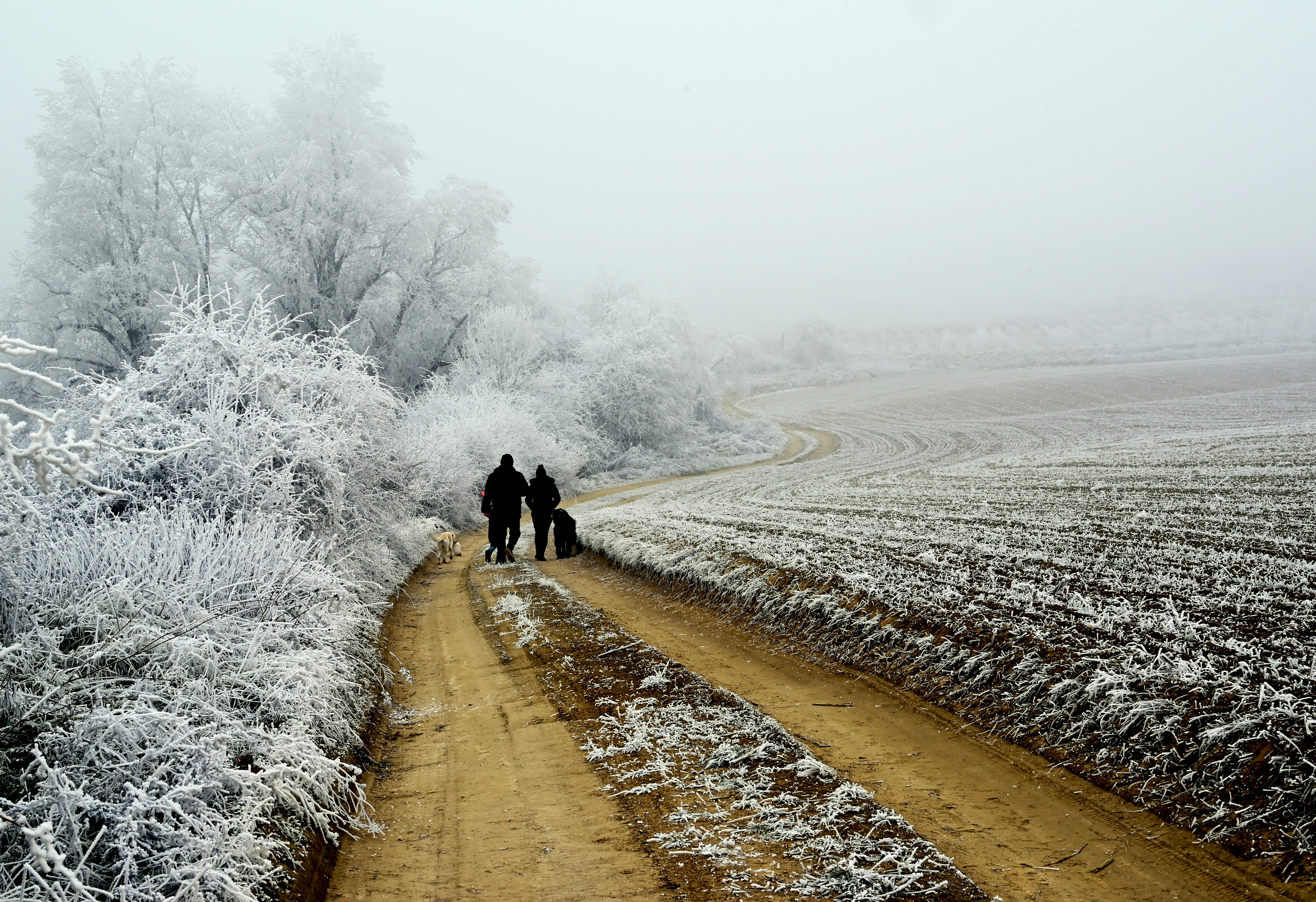 Frostbound Lane: silhouettes on a misty rural path
