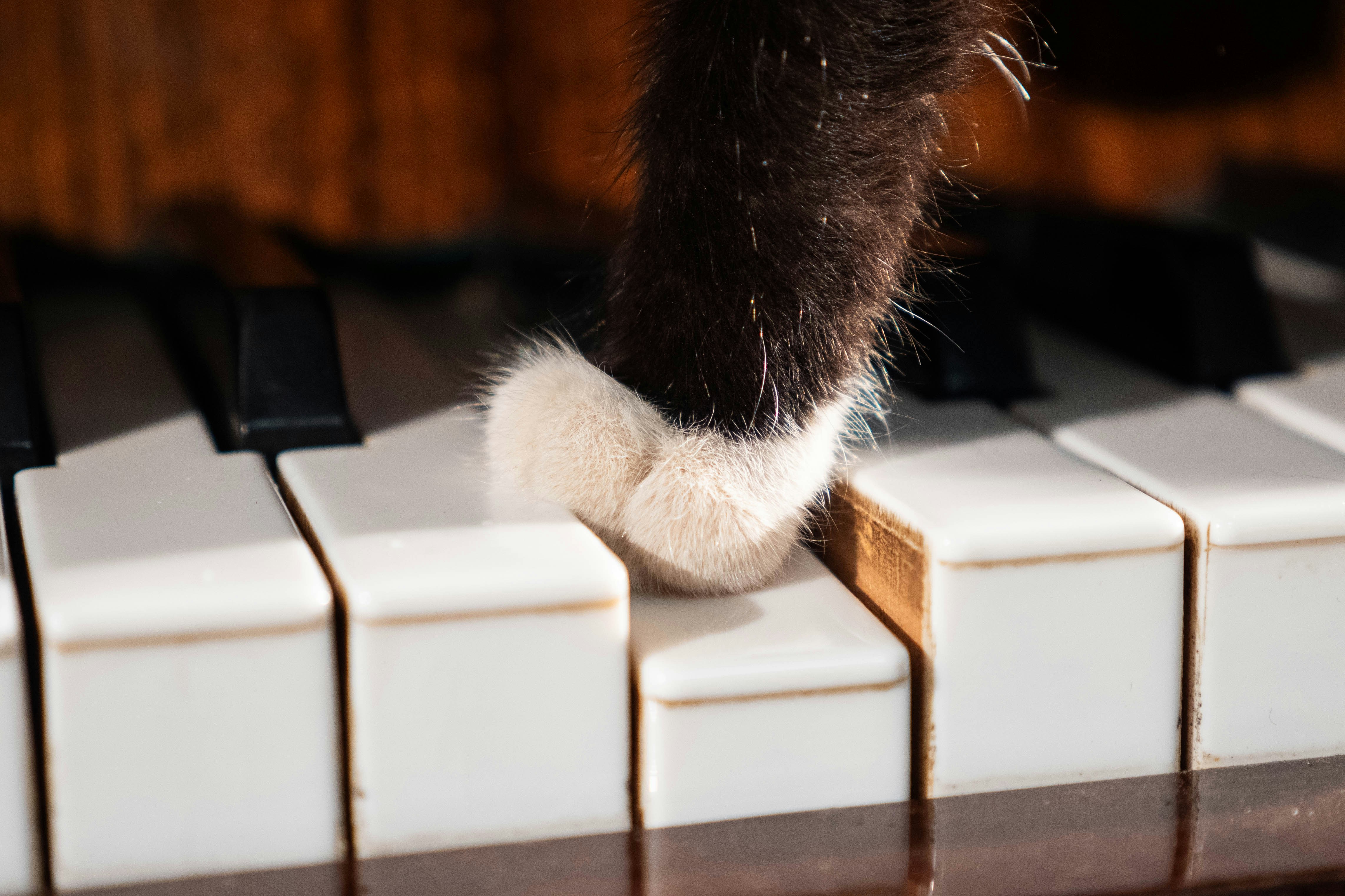 Paws on Ivory: a cat's careful step across piano keys