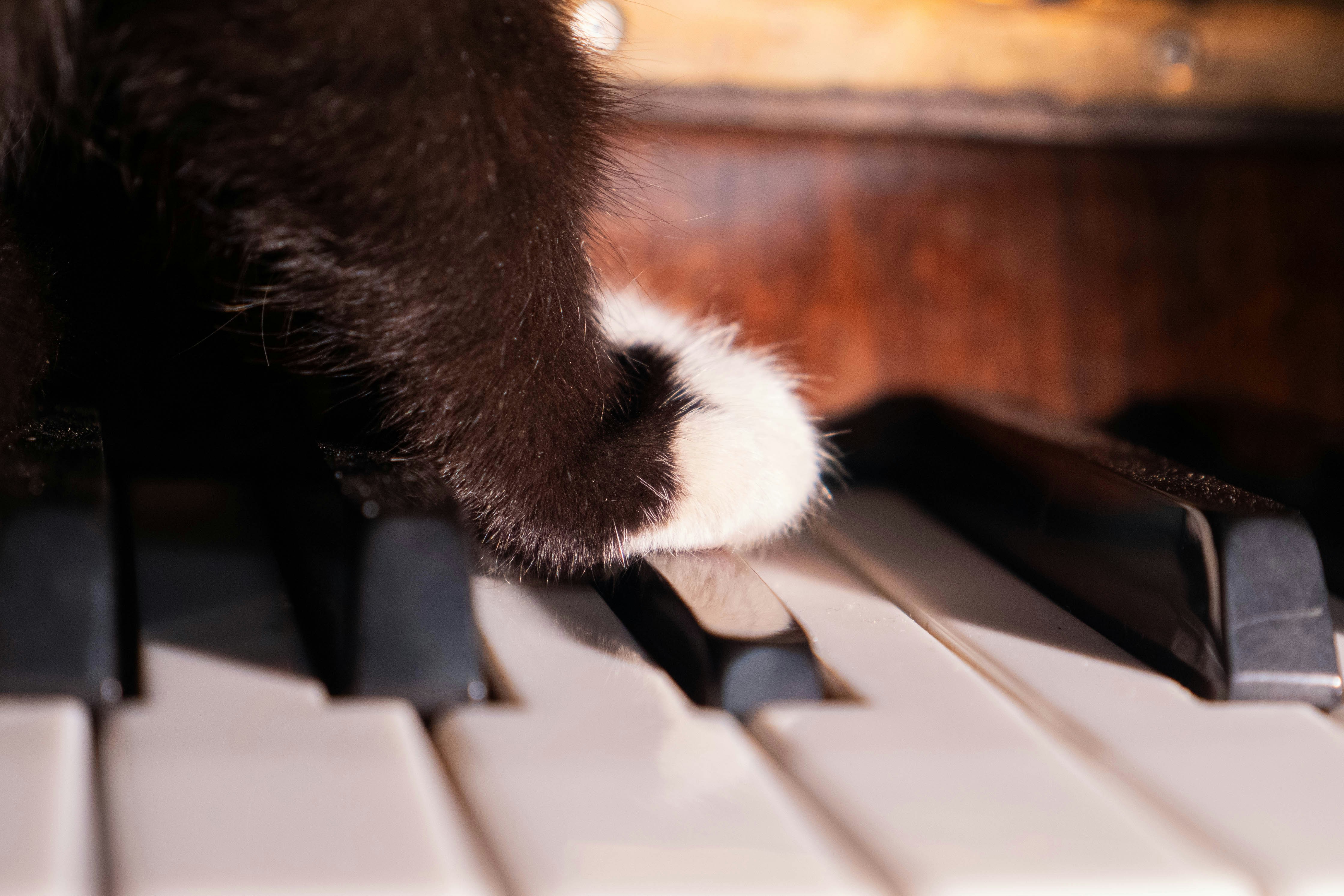 Pawprint Sonata: A Quiet Moment Between Fur and Keys