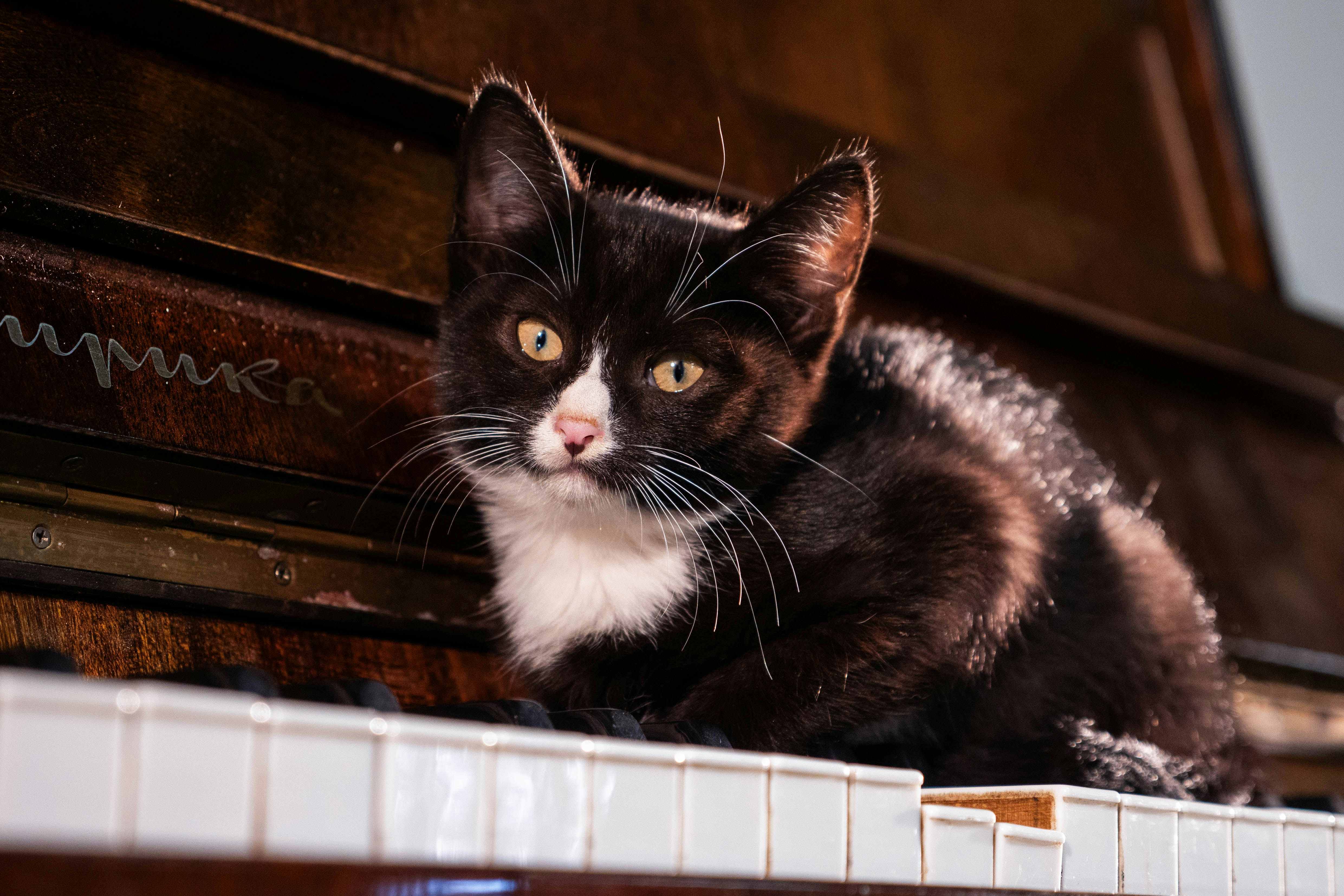 A kitten plays the piano with his little paws