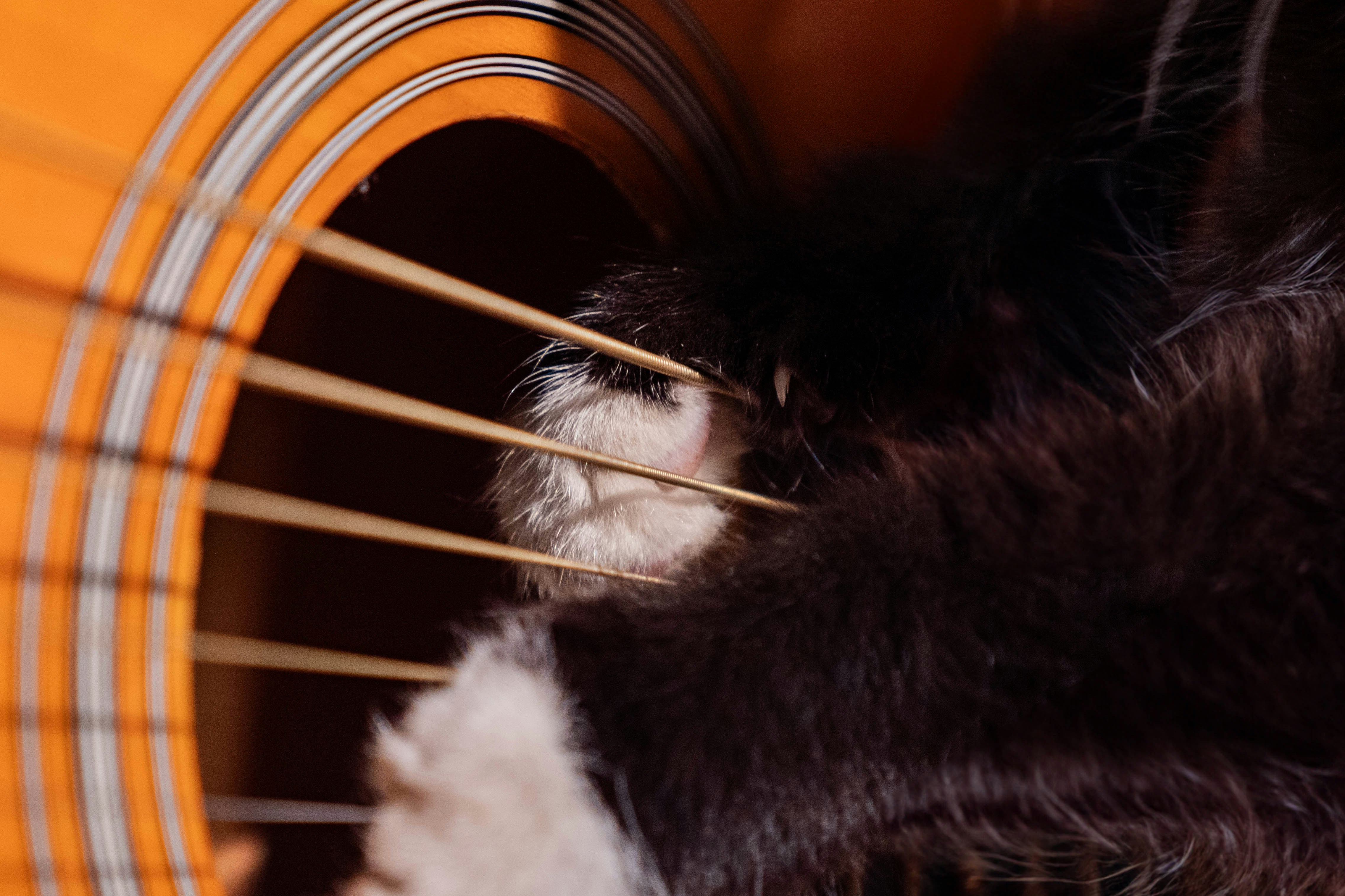 Amber Ring, Dark Veil: Close-Up of Guitar Strings and Plush Texture