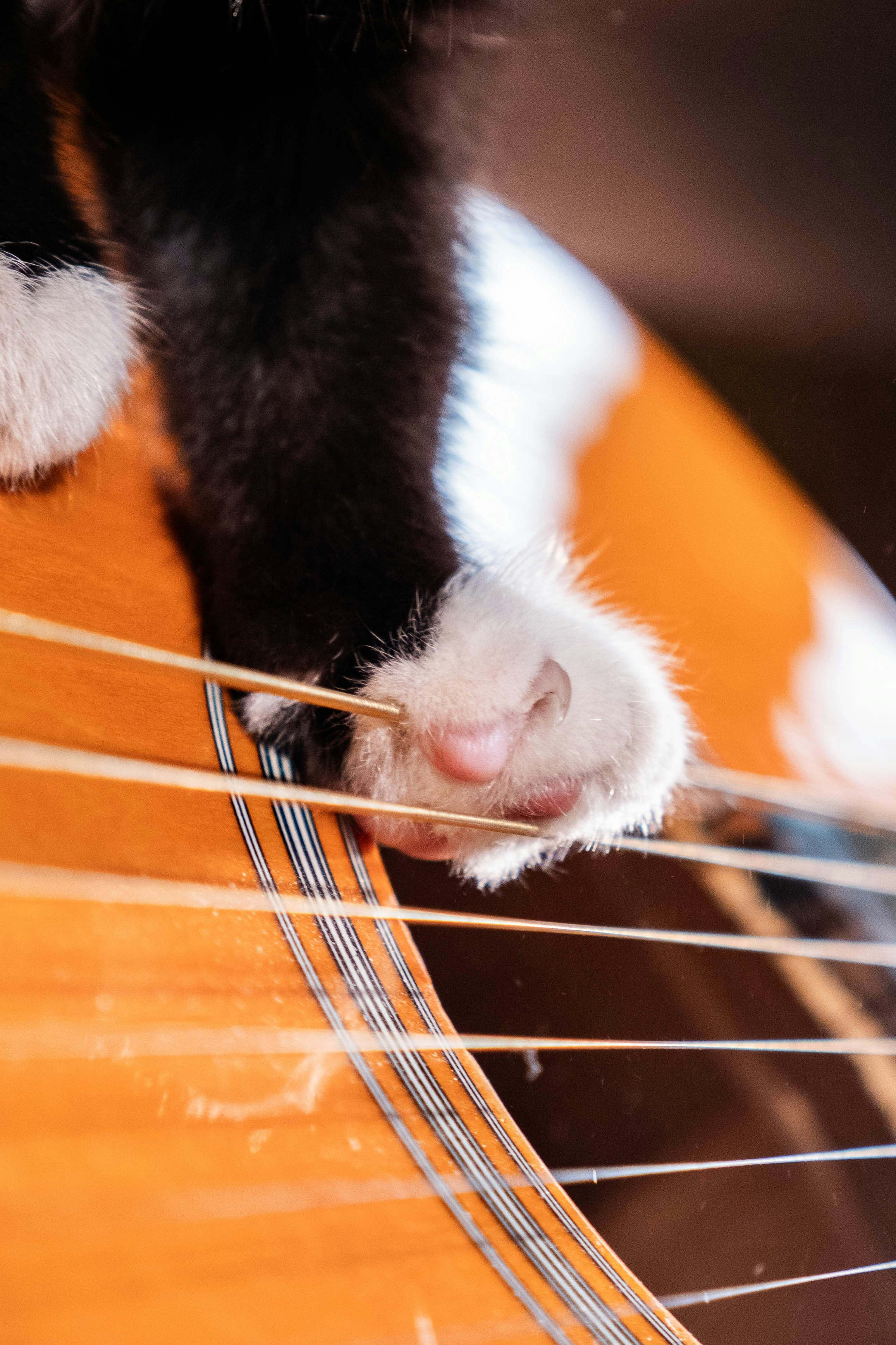 Paws and Strings: A Velvet Moment on a Guitar