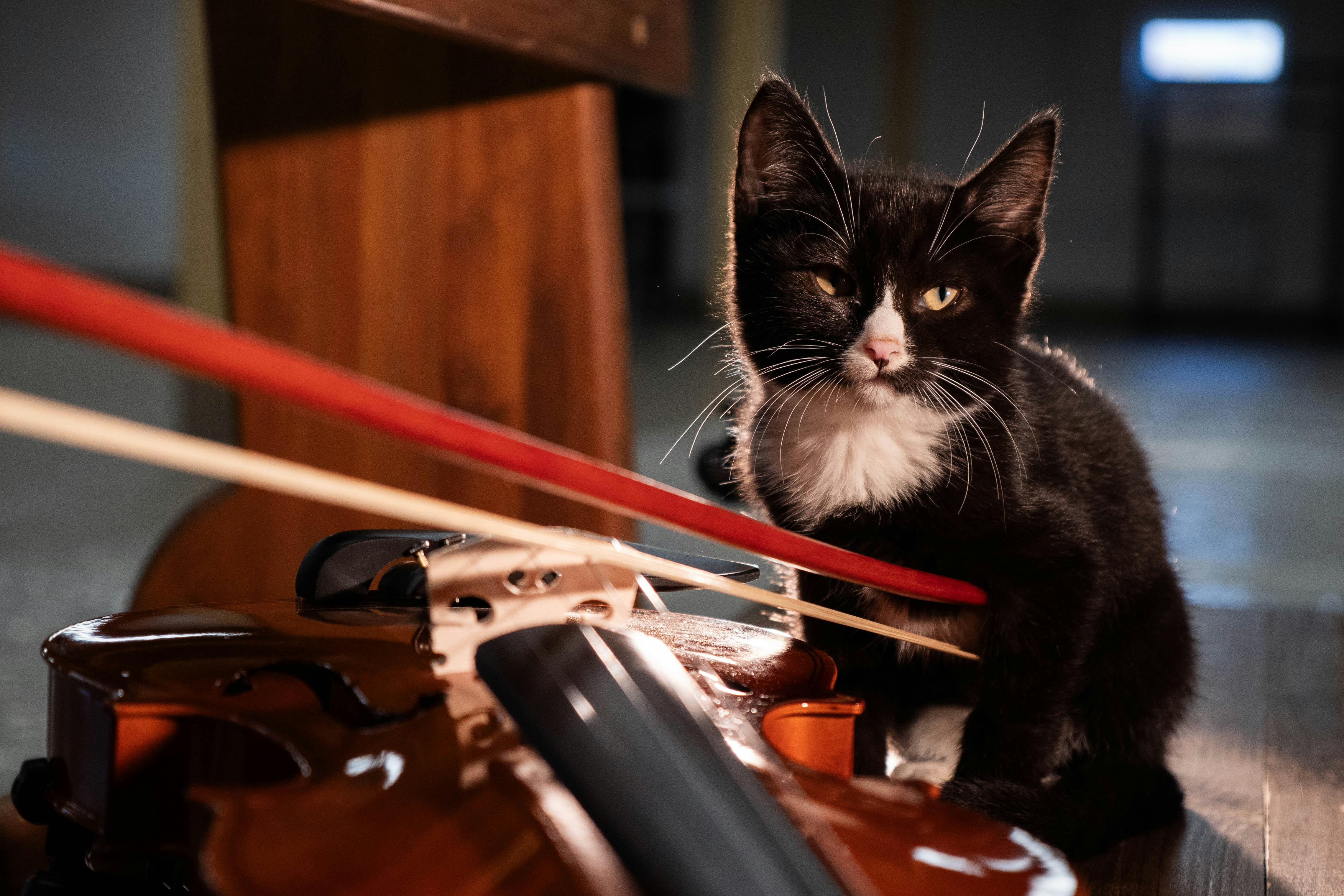 Curious Maestro by the Strings: A Tuxedo Kitten and the Velvet Violin