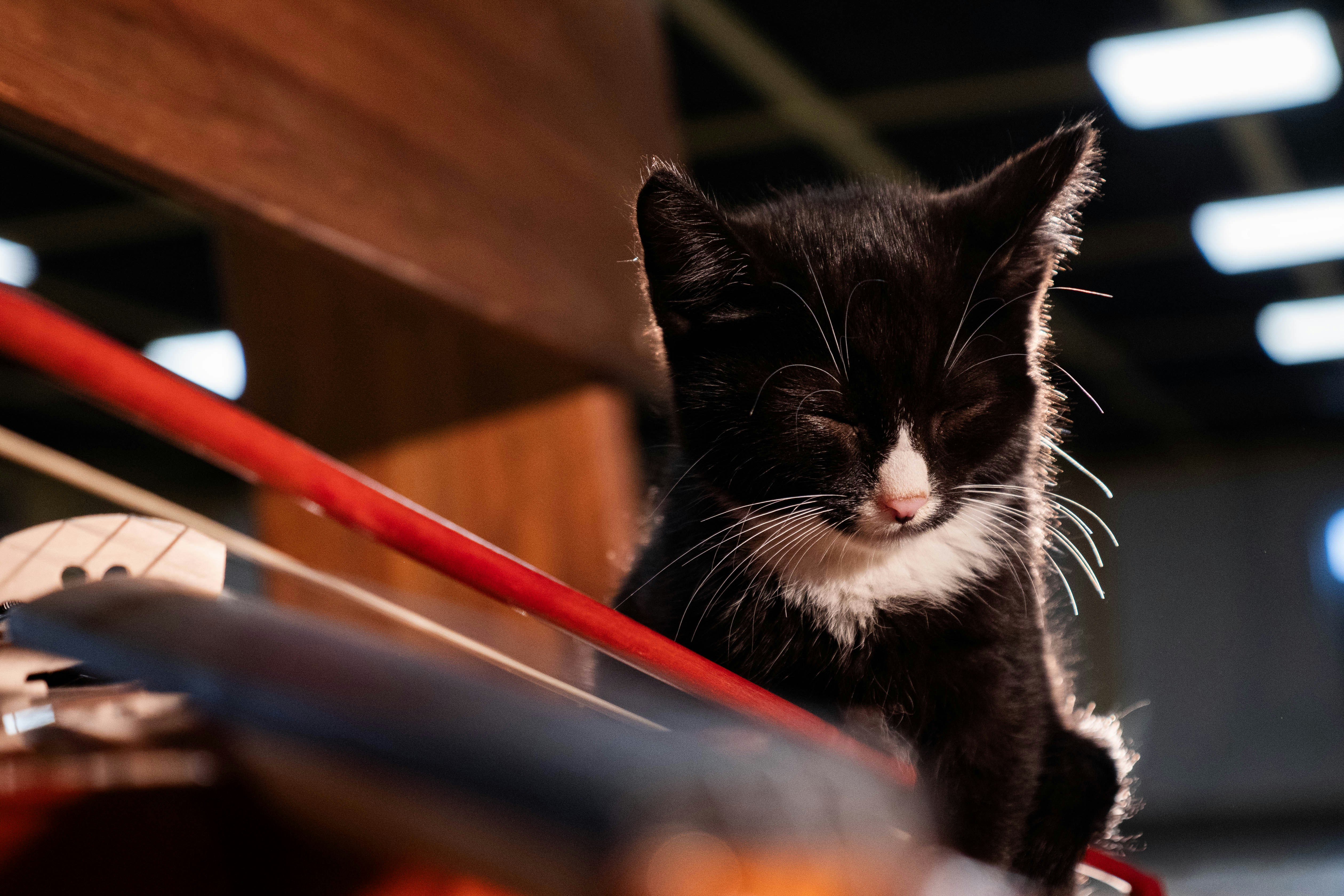 Whiskers on the Wire: A Curious Cat Guarding the Workshop Glow