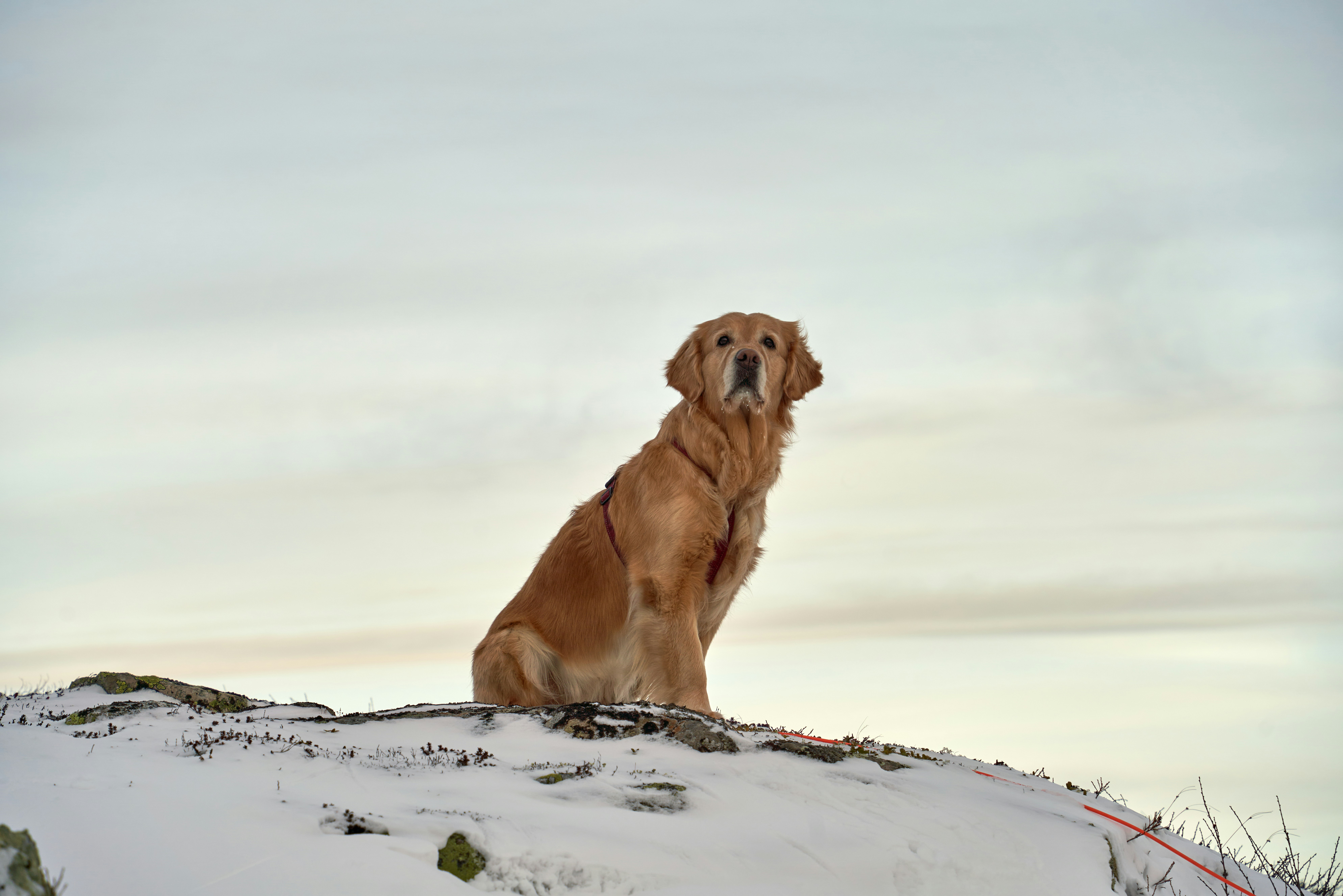 Golden Sentinel on a Snow-Dusted Ridge at Dusk