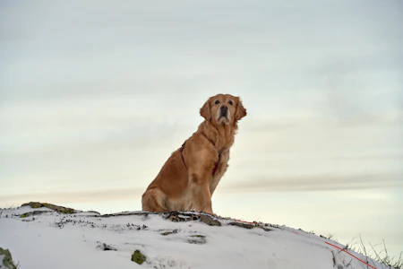 Golden Sentinel on a Snow-Dusted Ridge at Dusk