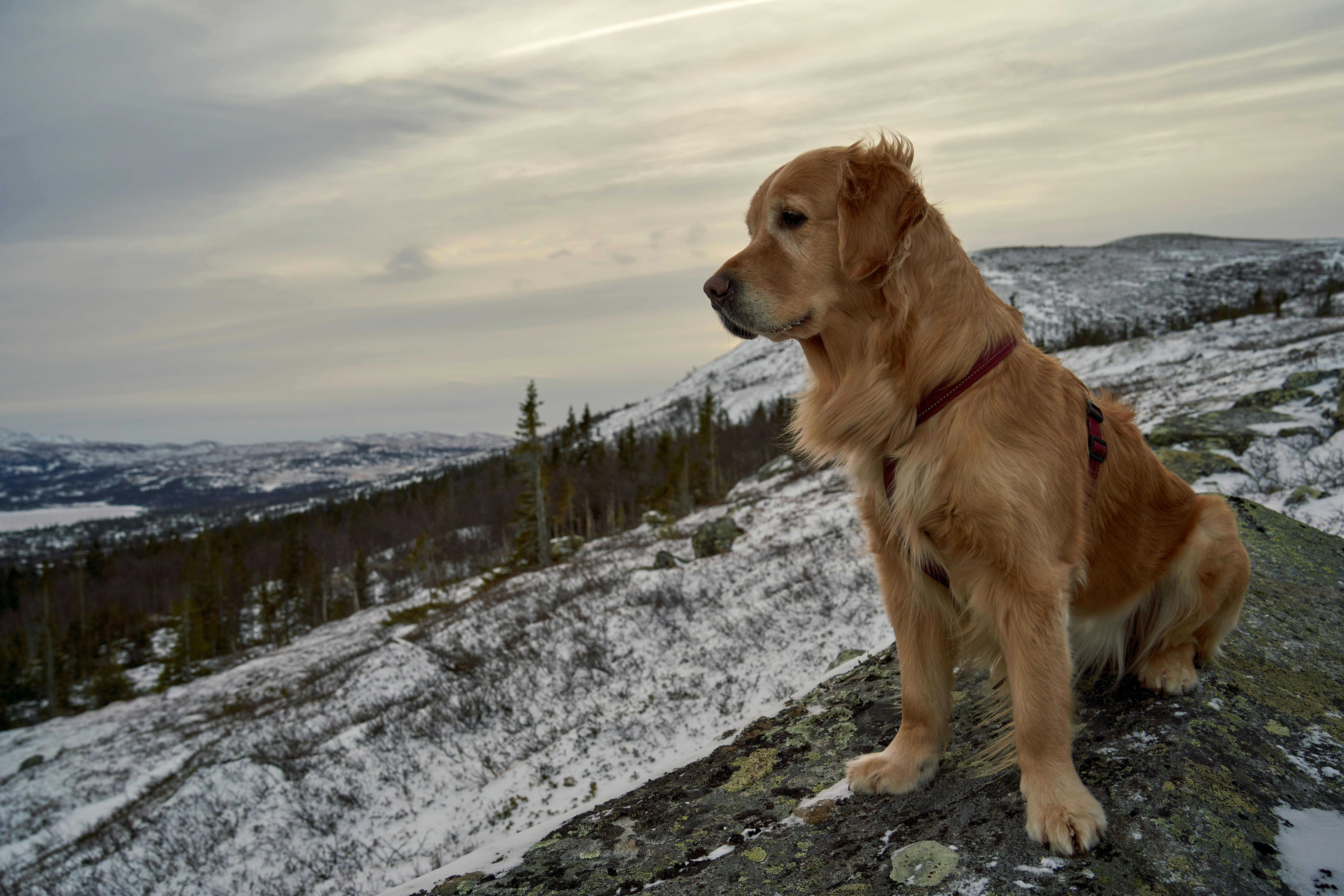 Ridgewatcher: Golden Retriever on a Snow-Dusted Prominence at Dusk
