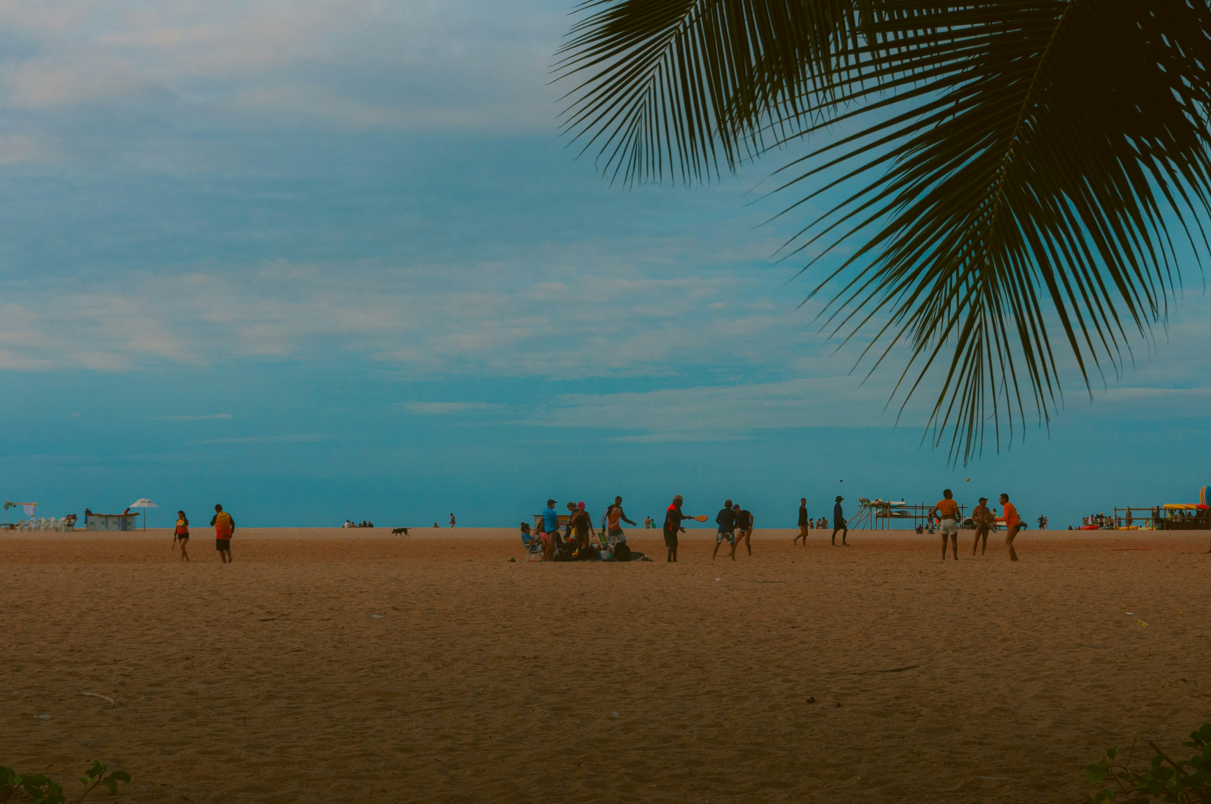 Playful Afternoon Under Palm Shadows