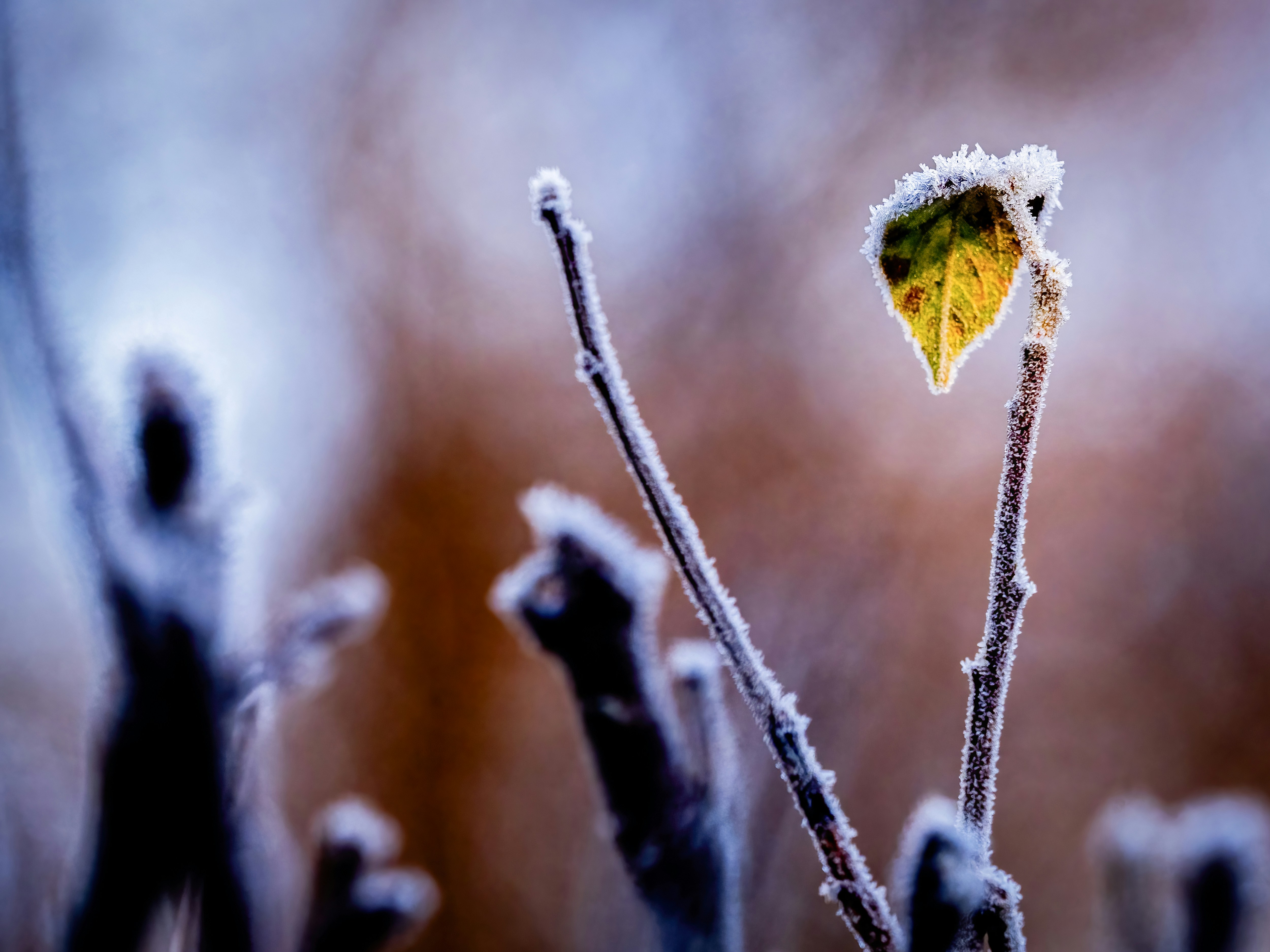 Frost-coated stems frame a lone green leaf on the right, captured with a shallow depth of field.