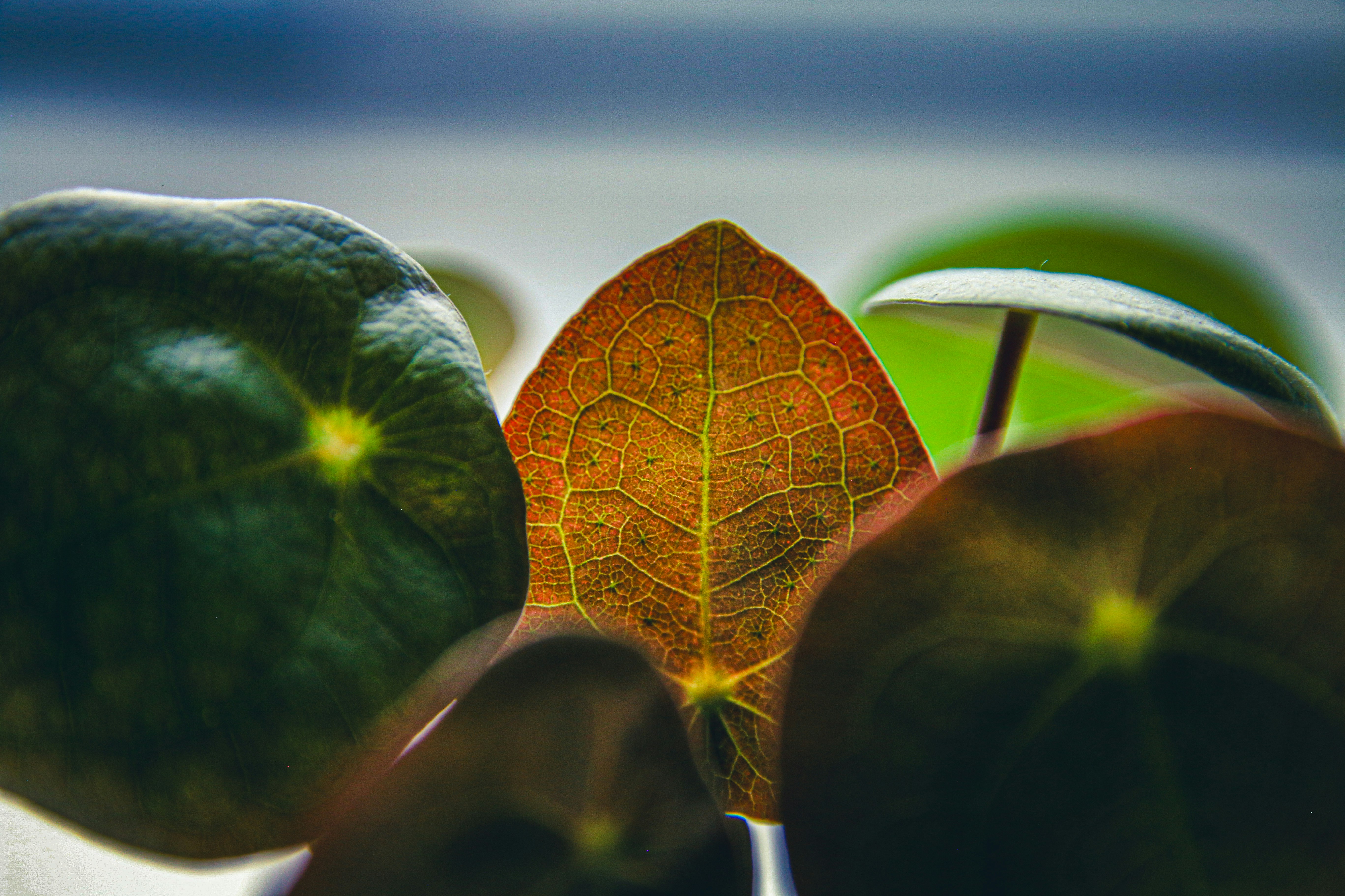 Veined Ember: Close-Up of a Central Orange Leaf Amid Green Rings